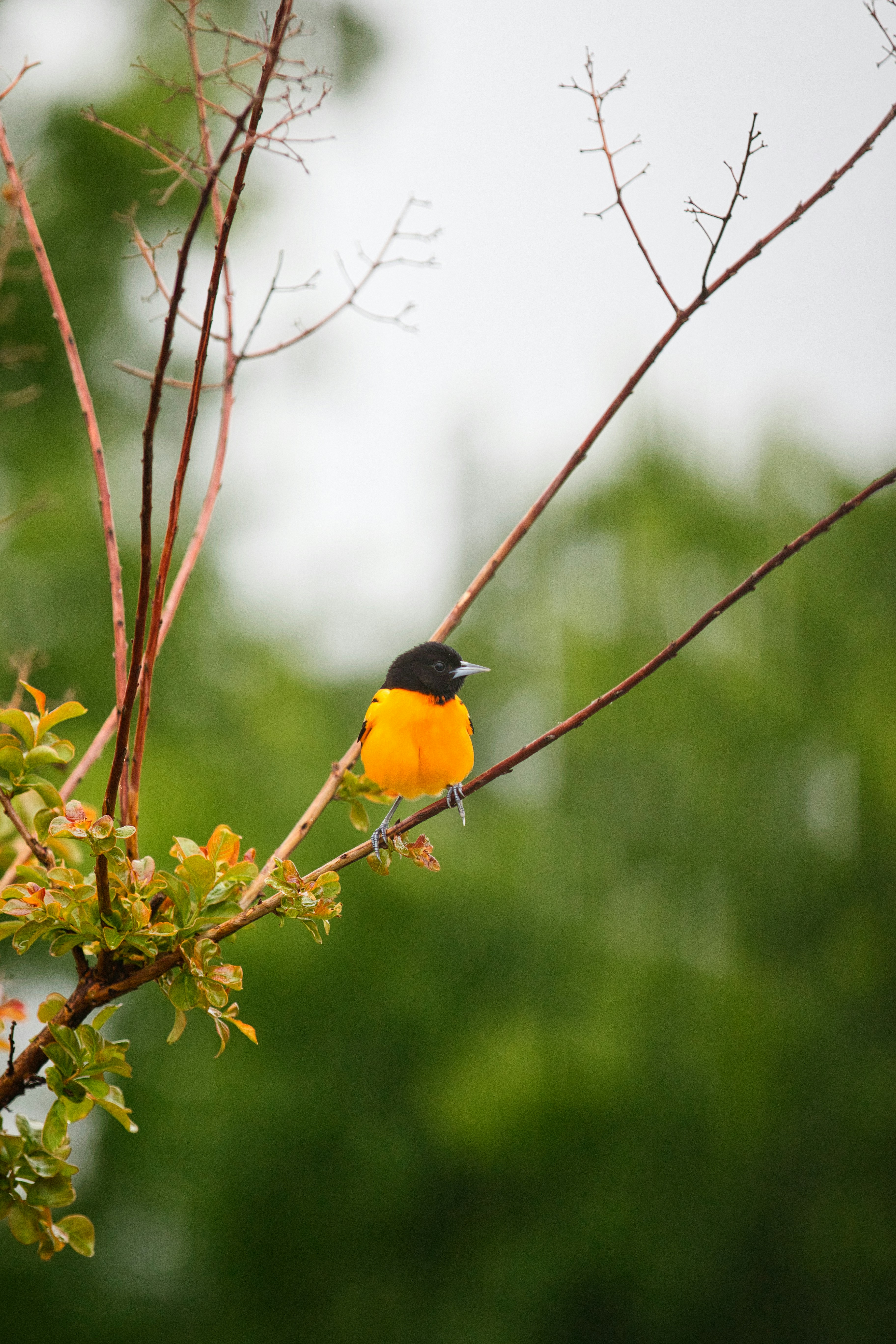 A beautiful baltimore oriole perches on a branch. photo – Free ...
