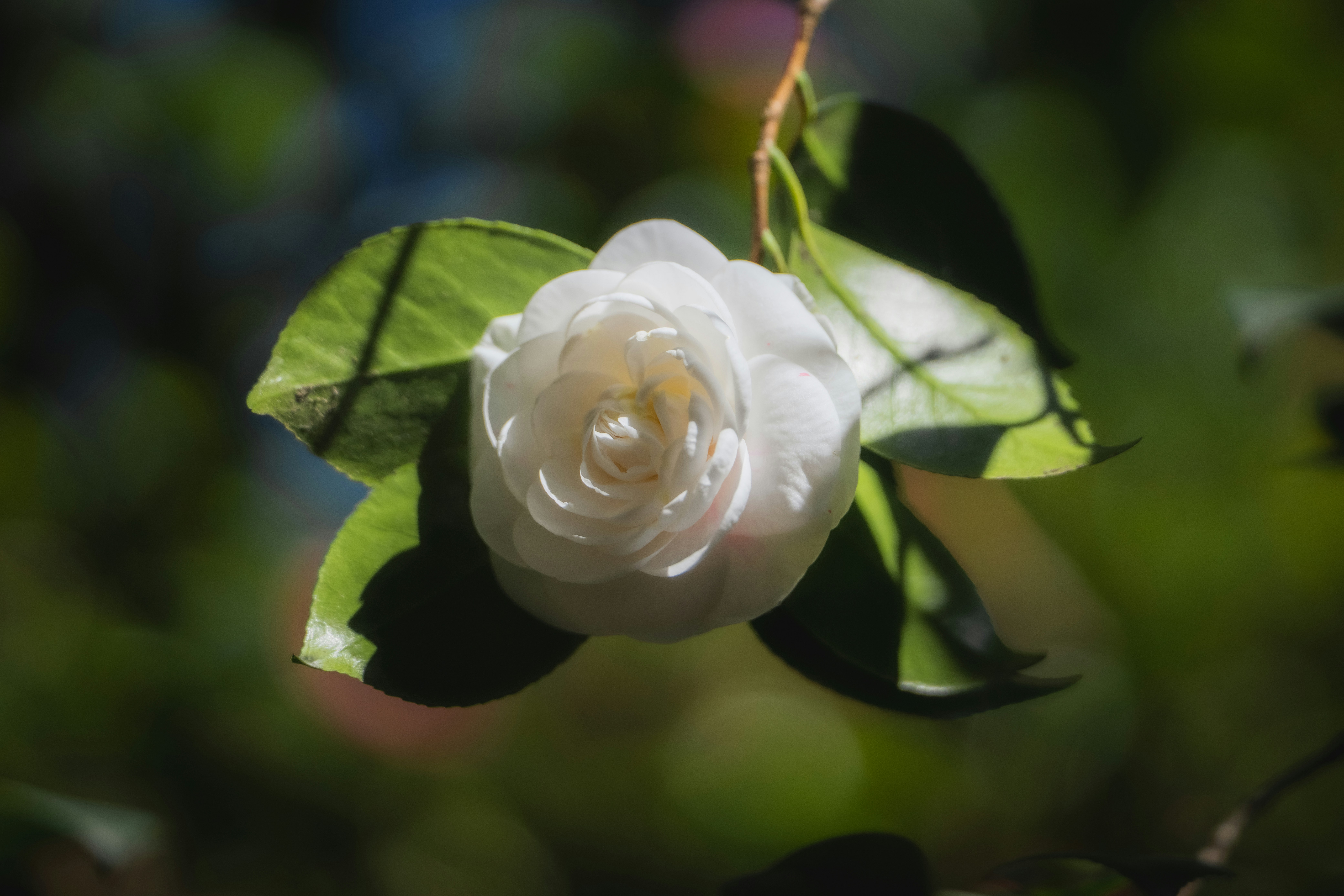 Whispering Petals: a solitary white camellia in dappled shade