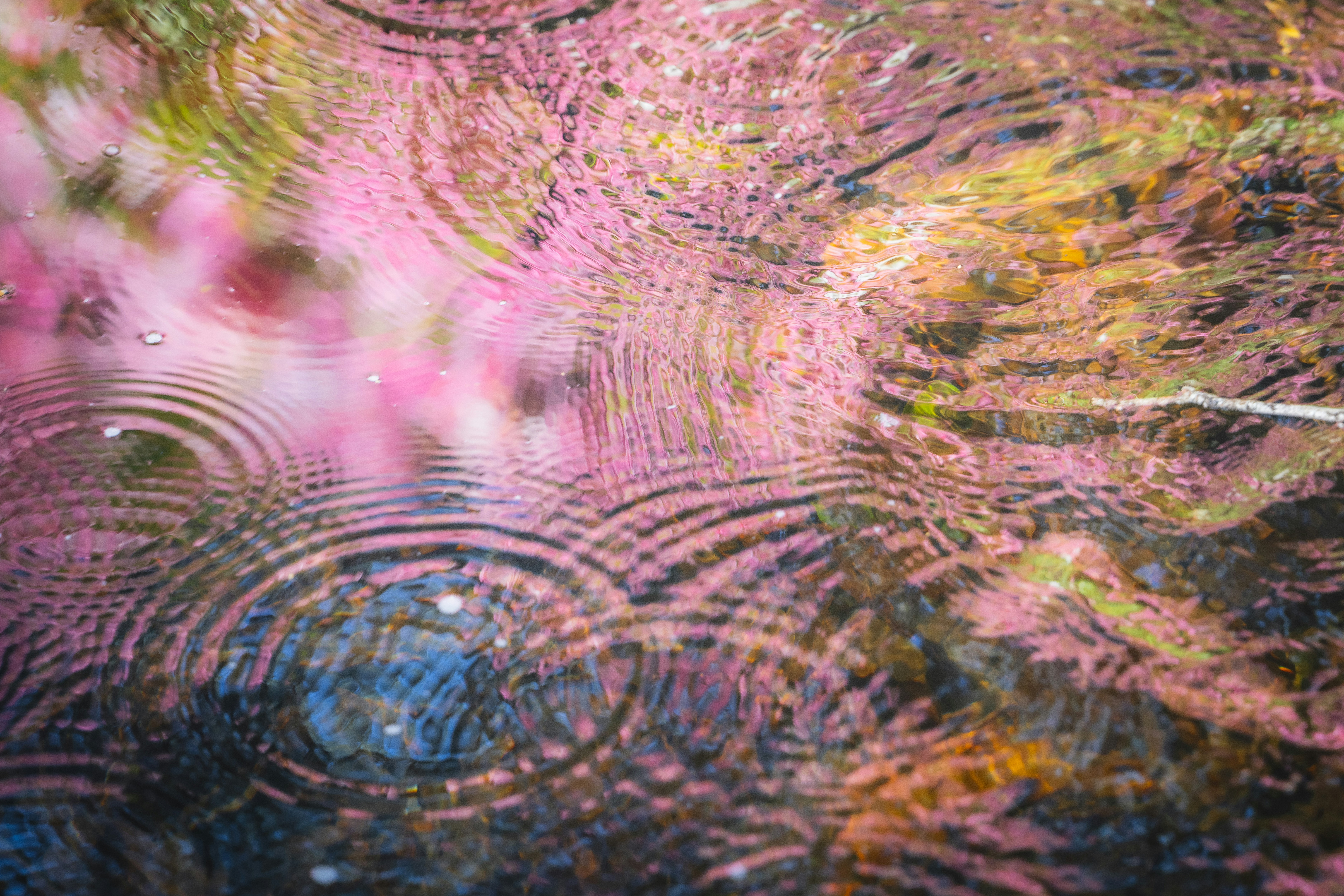 An artistic close-up of rippling water reflecting vibrant pink and yellow flowers at Descanso Gardens, Los Angeles. The overlapping circular water ripples create an abstract pattern, blending natural colors and textures into a mesmerizing, liquid art composition. This photo beautifully captures the interplay of light, color, and movement in nature, making it perfect for themes of abstract photography, natural textures, and the serene beauty of gardens seen through water. | Ripples in water reflect pink flowers.