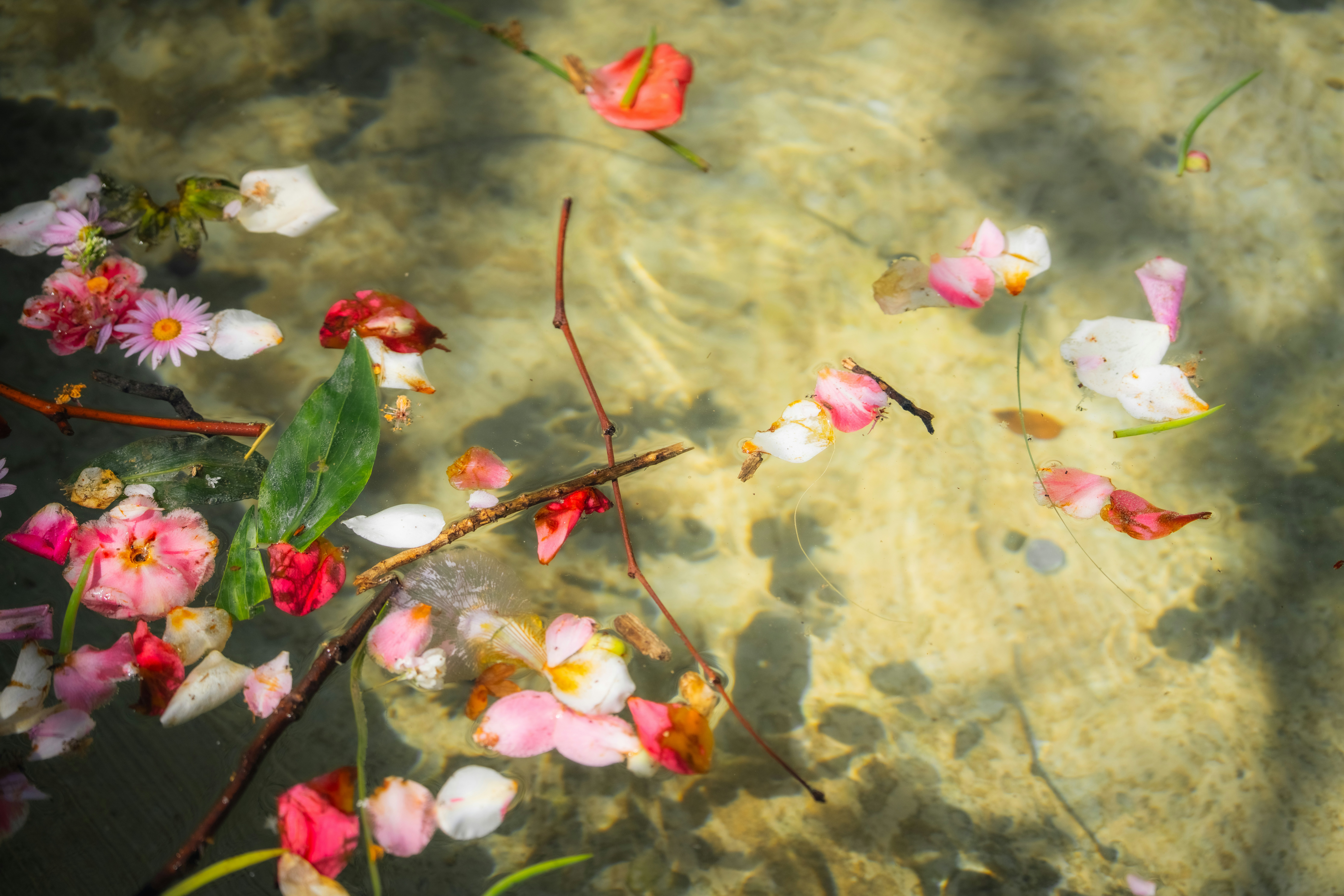 Petals Drifting Across Sunlit Water