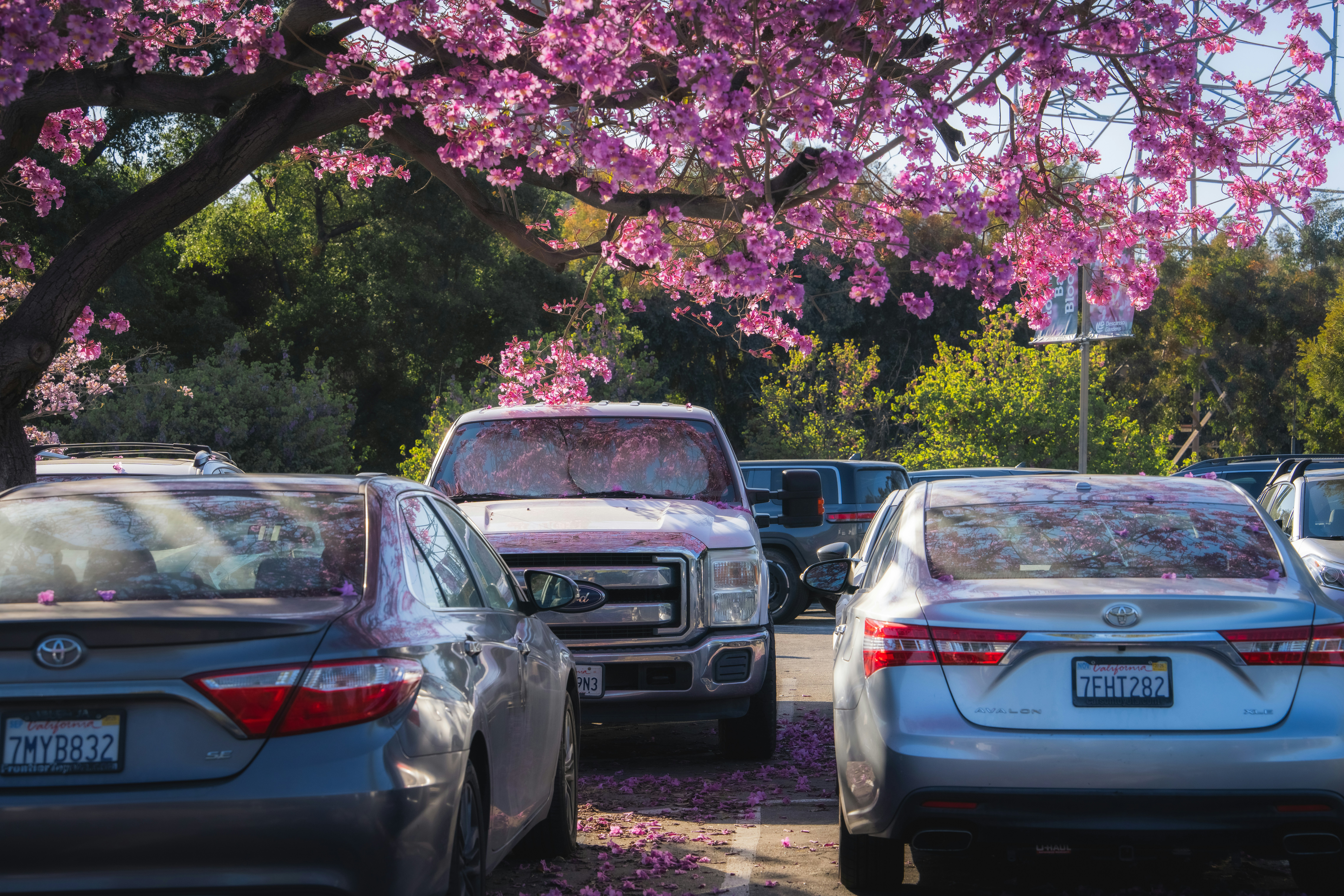 A canopy of vibrant pink blossoms from a blooming tree fills a sunny parking lot at Descanso Gardens, Los Angeles. Fallen petals scatter across cars and pavement, blending urban life with the beauty of California spring. The scene captures the unique harmony between nature and city living, where fresh floral blooms create a colorful, uplifting backdrop in a typical urban setting. Perfect for illustrating urban nature, seasonal transitions, and the joy of springtime in the city.
