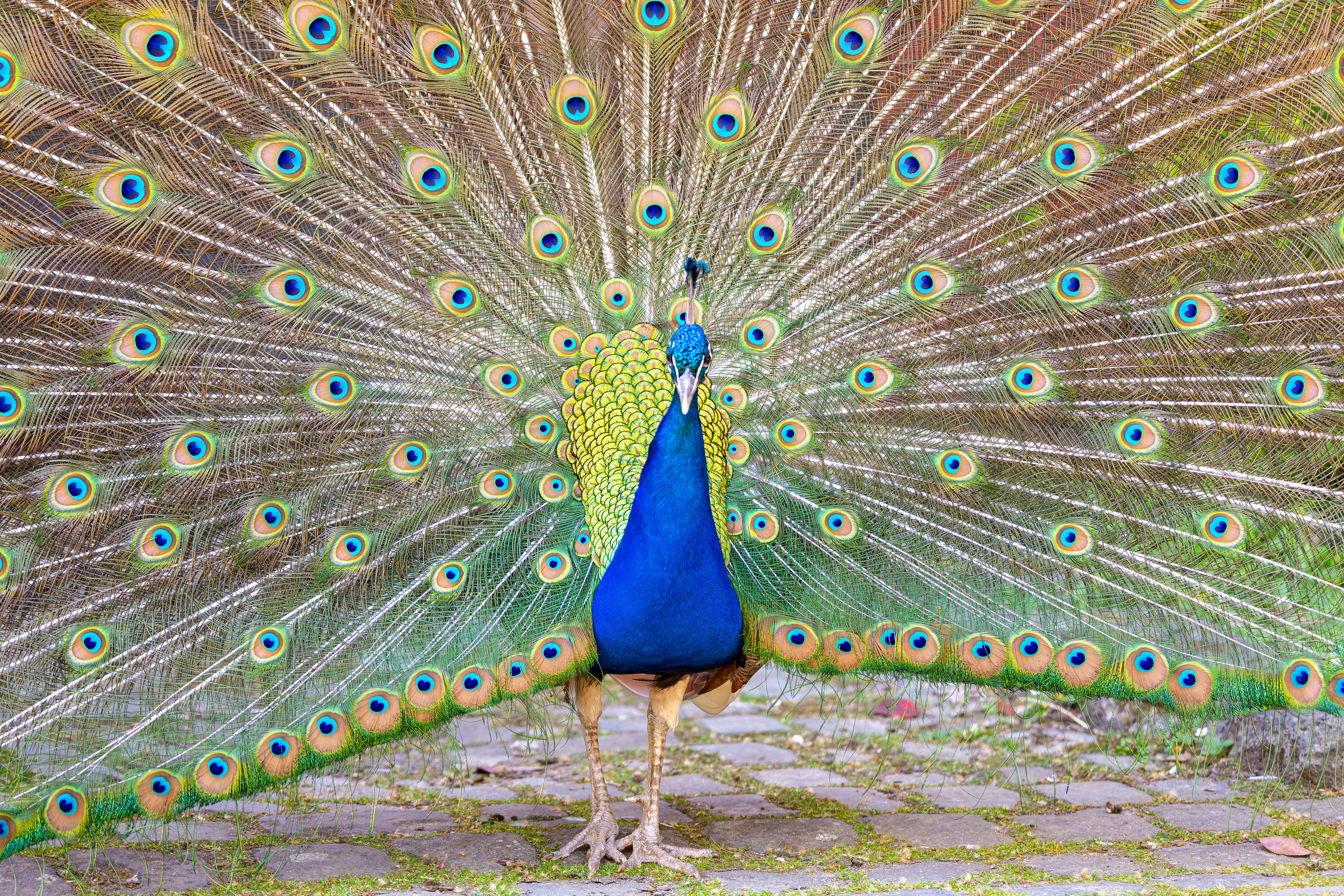 Peacock displaying its vibrant plumage with a stunning fan of iridescent feathers. The intricate patterns and colors create a mesmerizing visual effect.