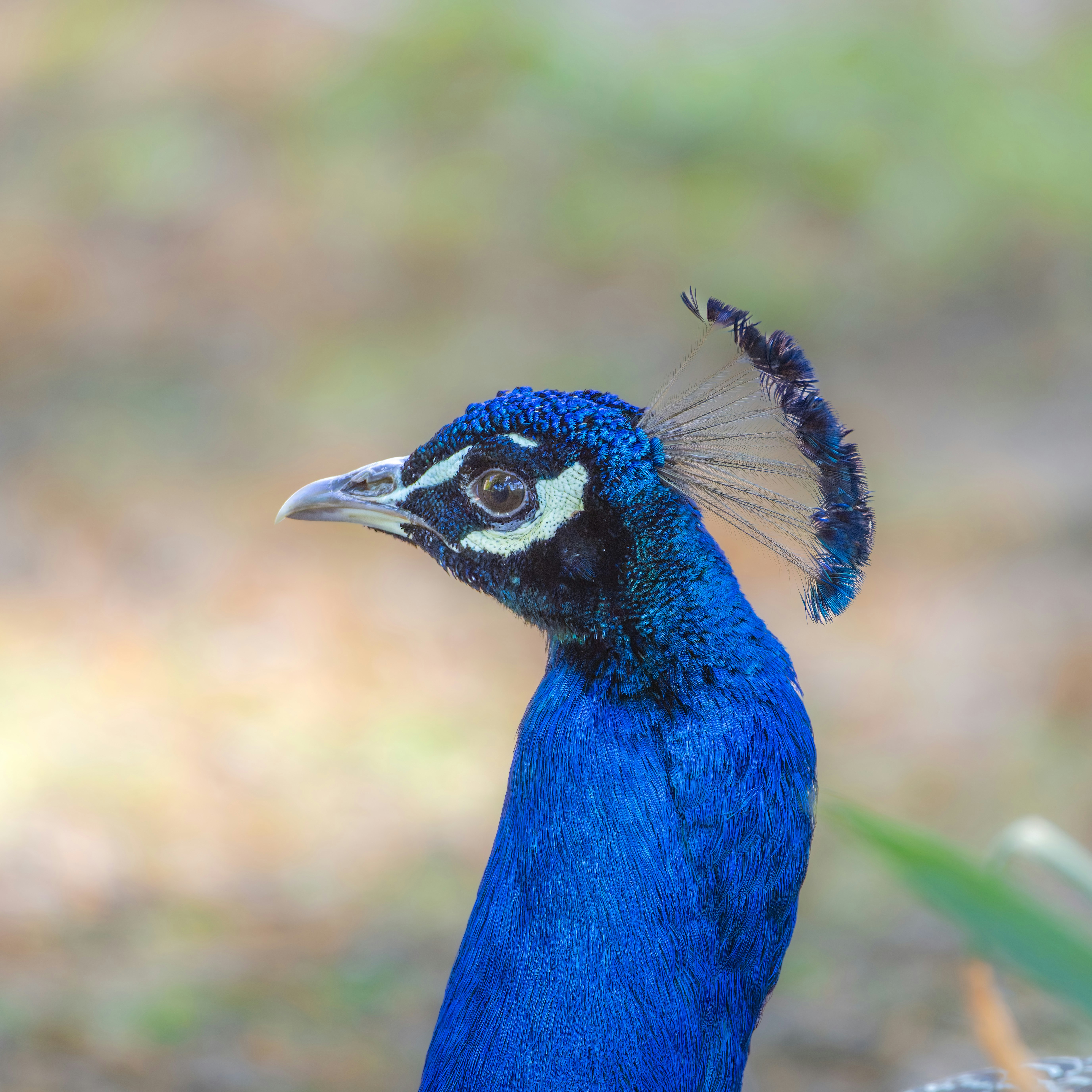 Cerulean Crown in Profile: A Peacock Close-Up