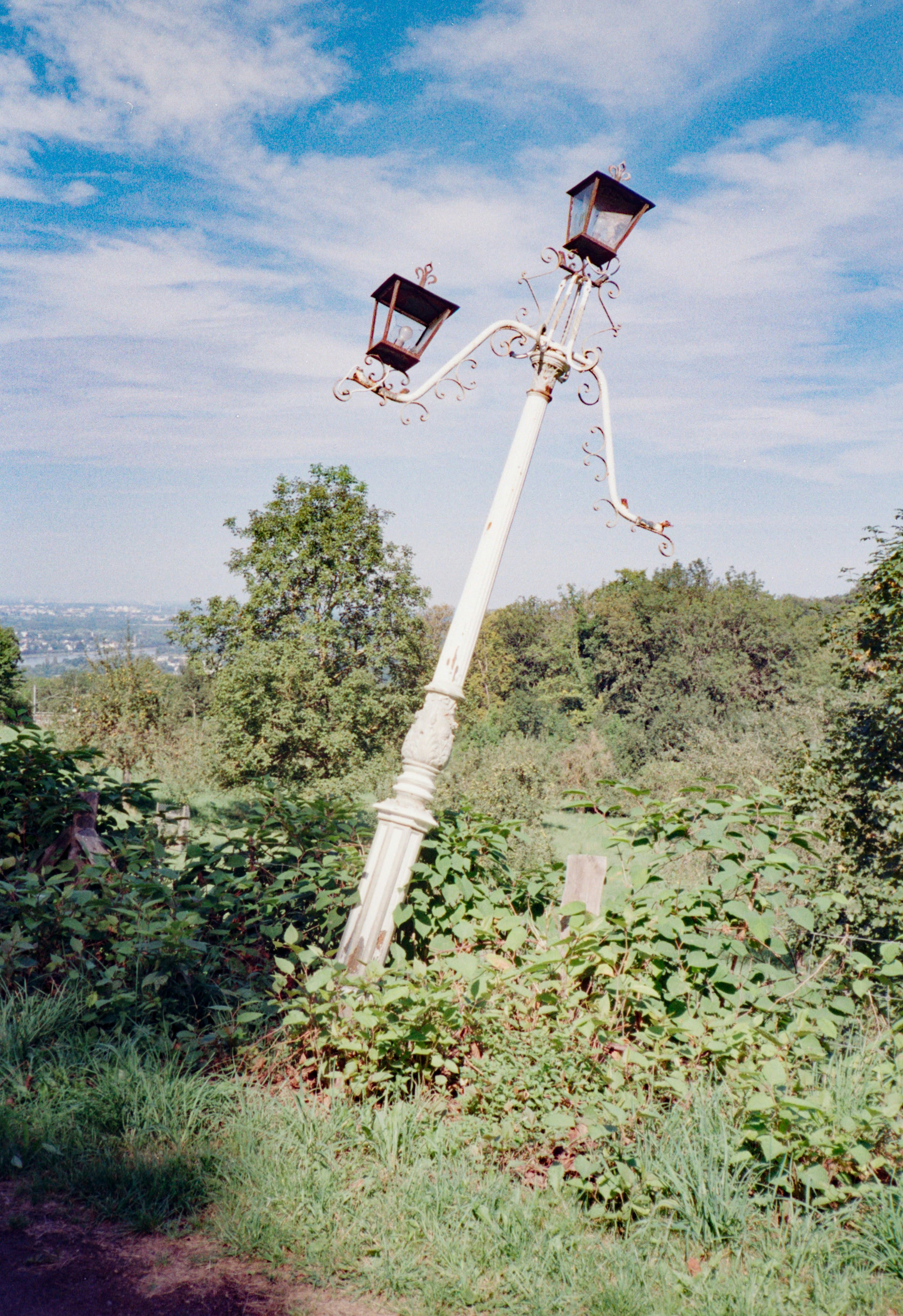 Leaning lamp post surrounded by overgrown foliage. photo – Free Film ...