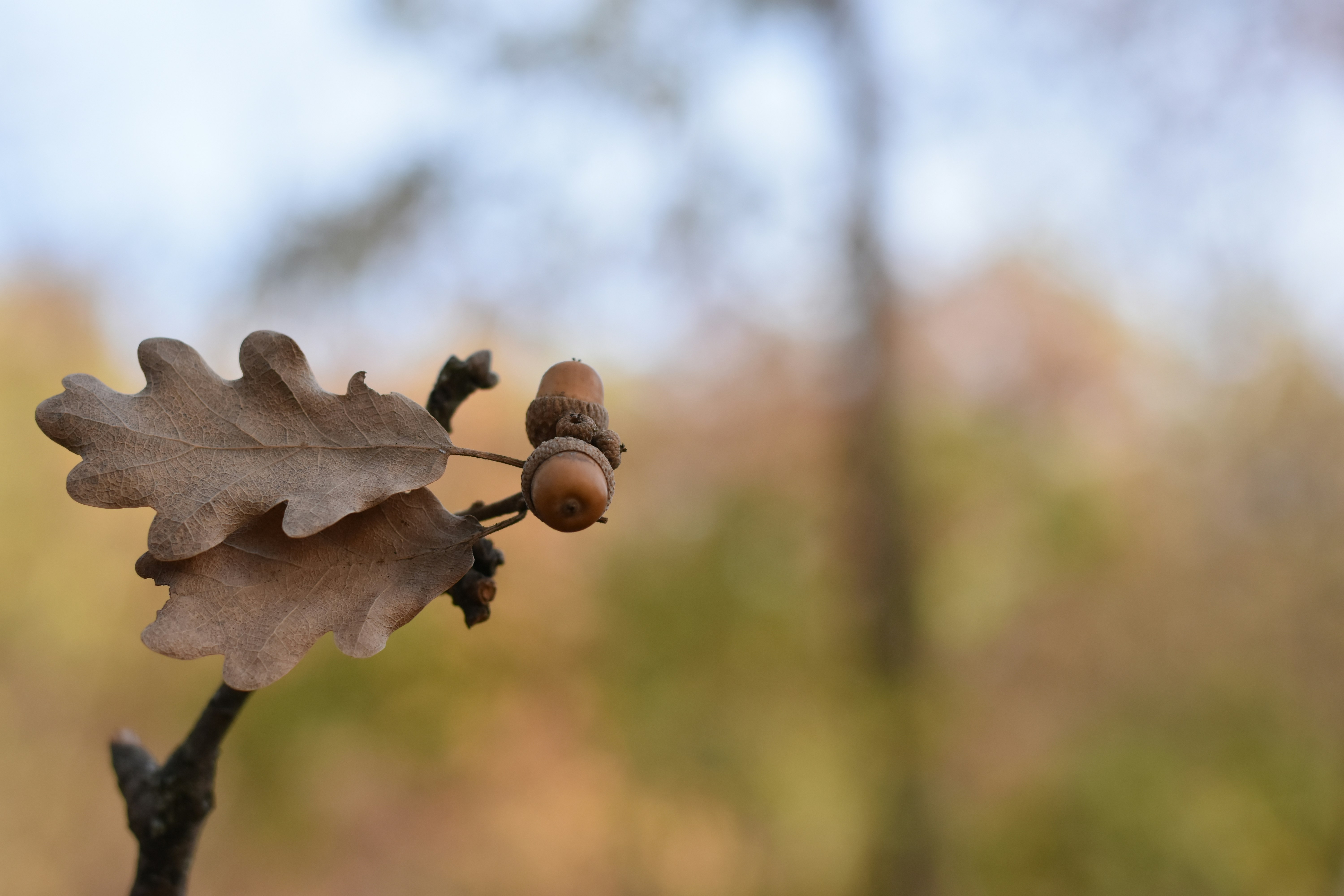 Acorn on a Twig: a Crisp Pause in Autumn Light
