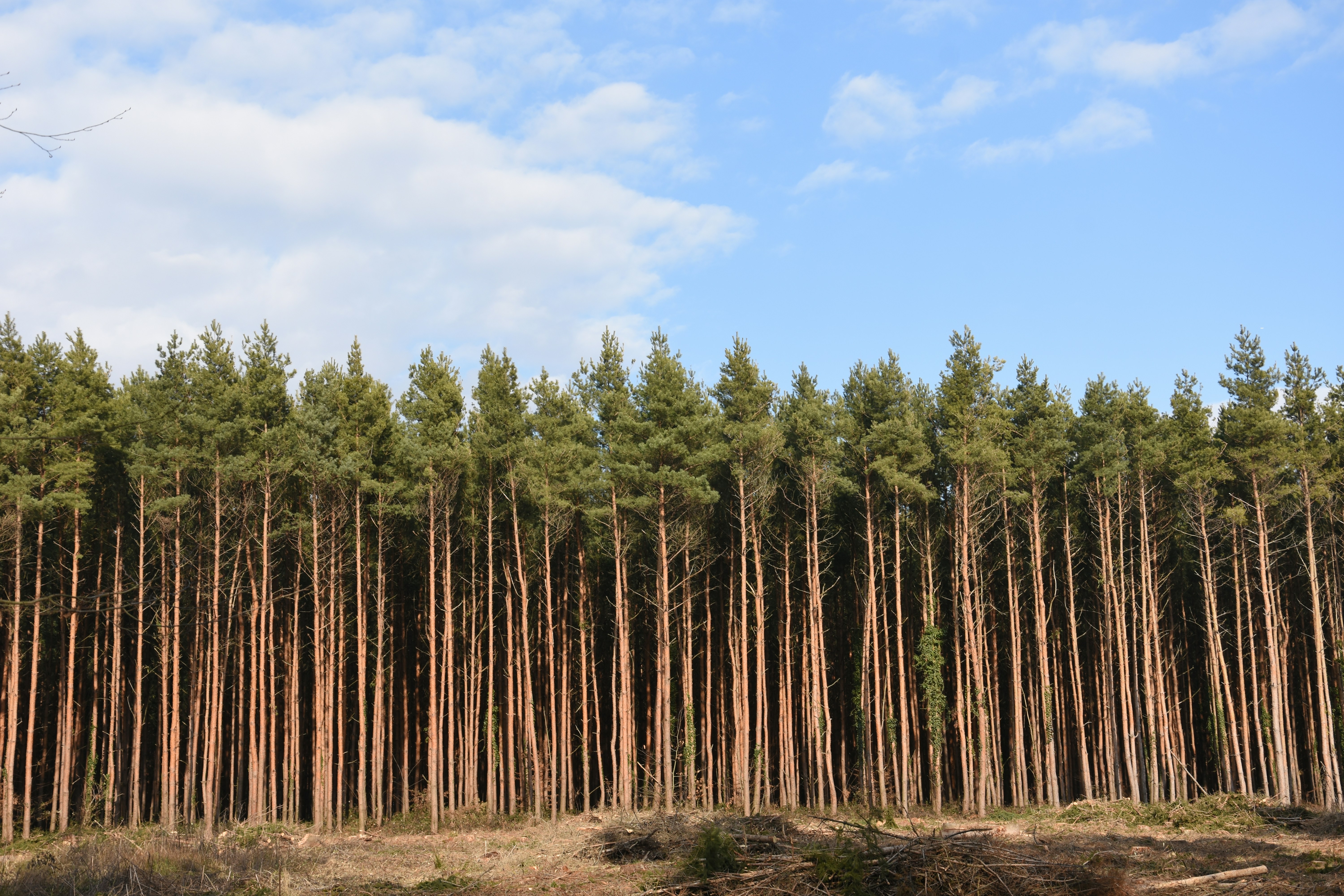 Forest Row of Pines at Noon