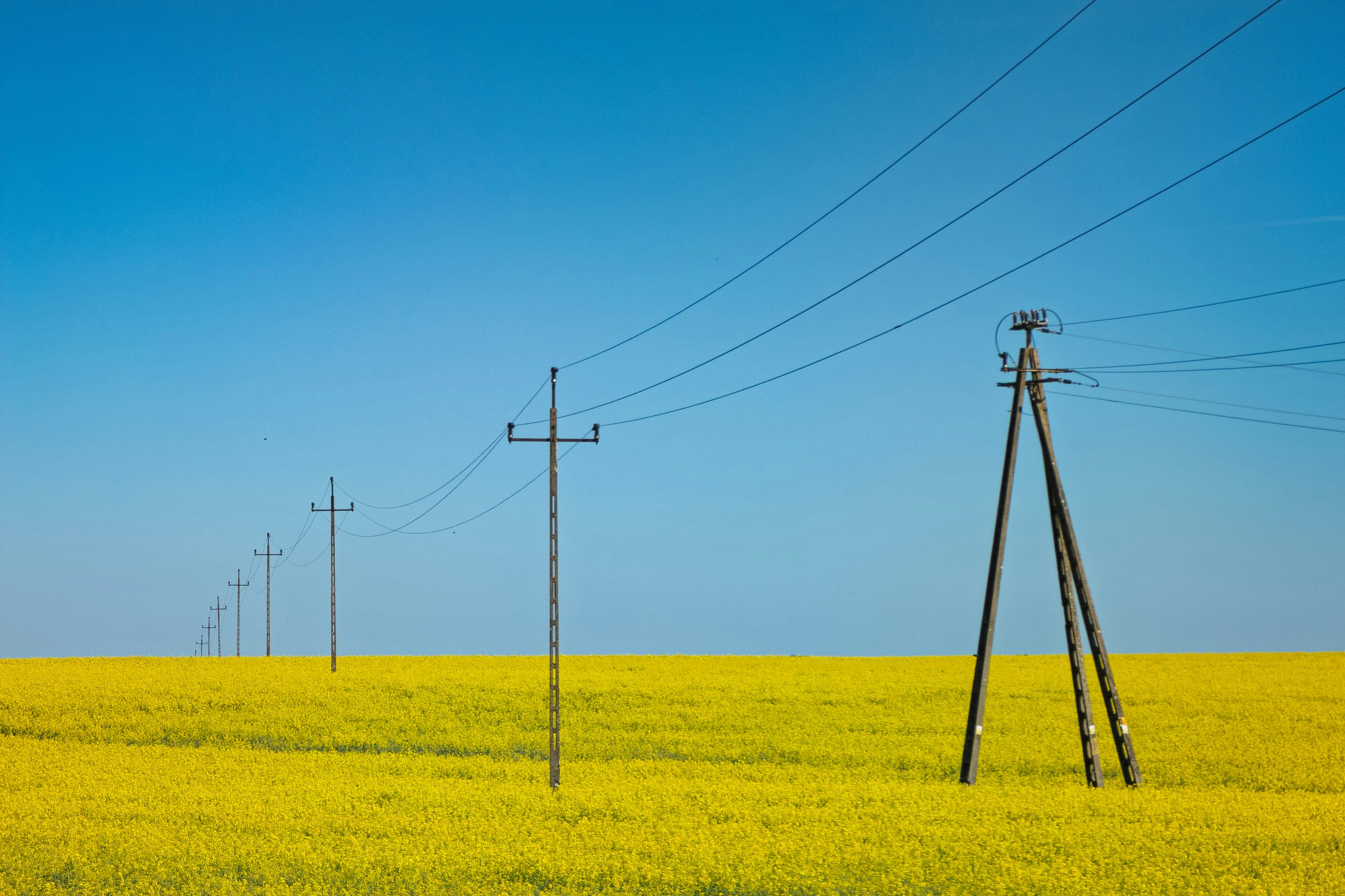 A wide field of vibrant yellow rapeseed flowers stretches beneath a clear blue sky, intersected by a line of rustic utility poles carrying power lines into the horizon. The image captures the simplicity and beauty of rural landscapes, blending nature with human infrastructure.
