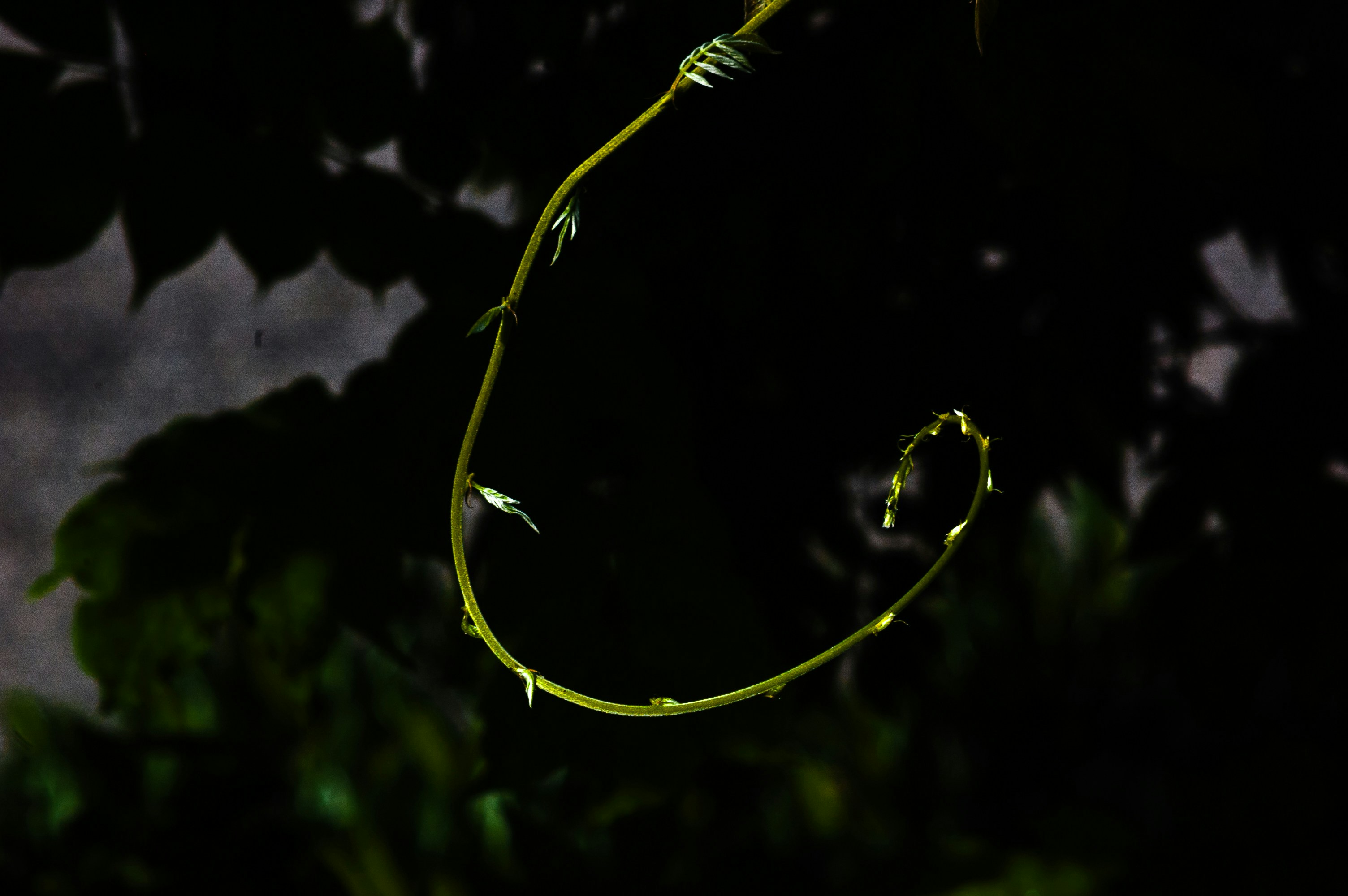 Arc in the Dark: A Green Tendril Quietly Illuminated Amid Shadowed Foliage