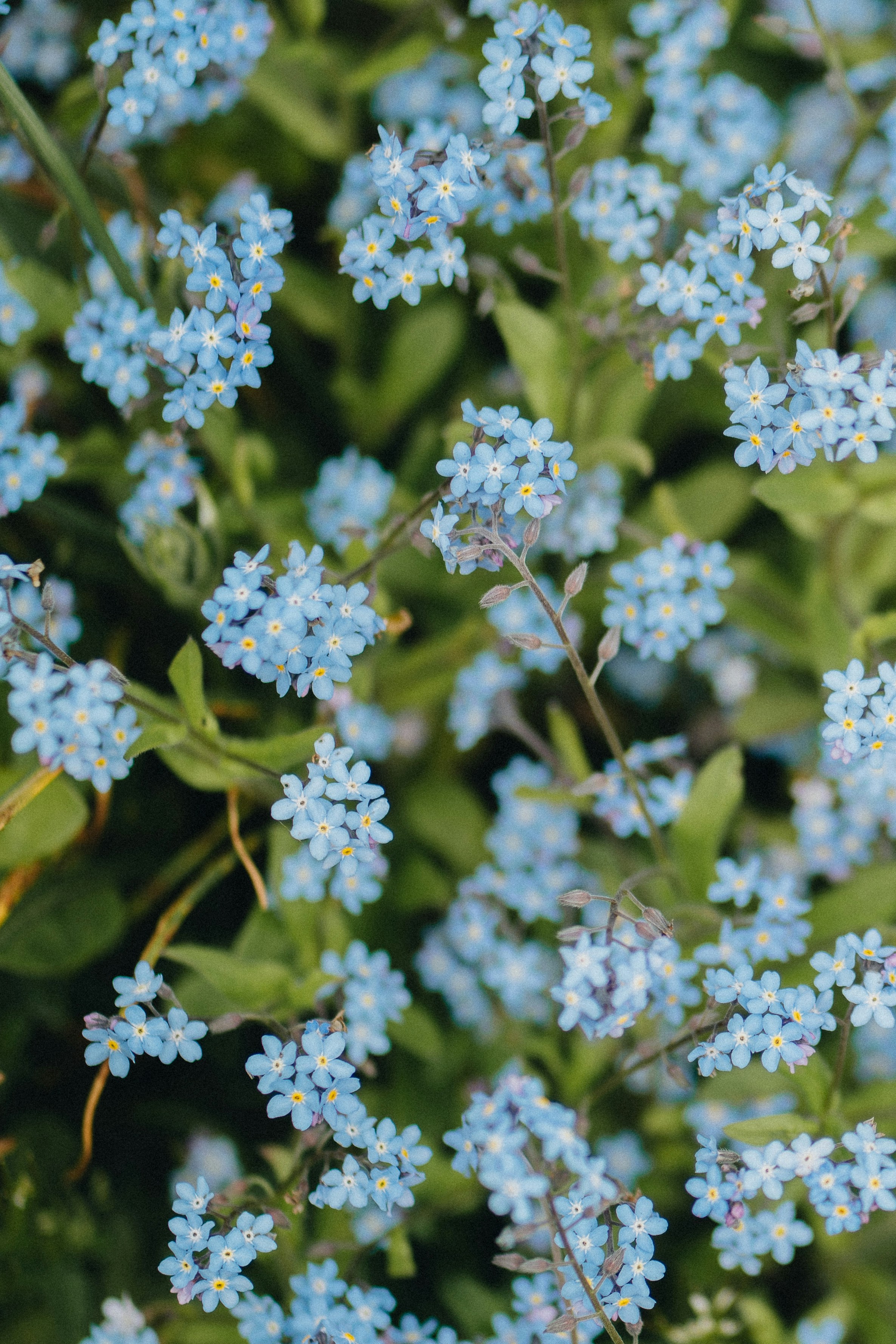 Beautiful blue forget-me-nots bloom in the garden. photo – Free Flower ...