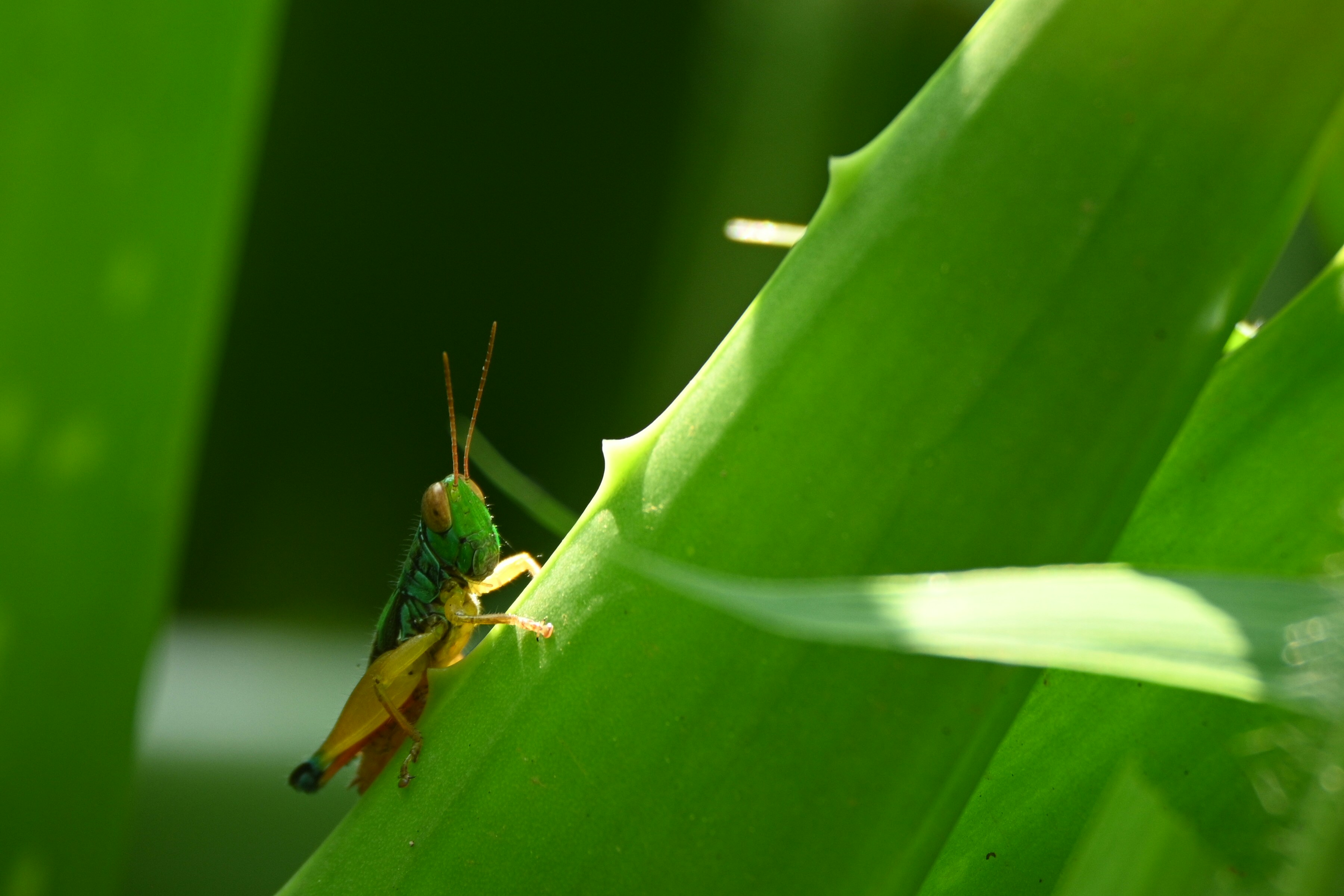 Emerald Hopper on a Jade Leaf