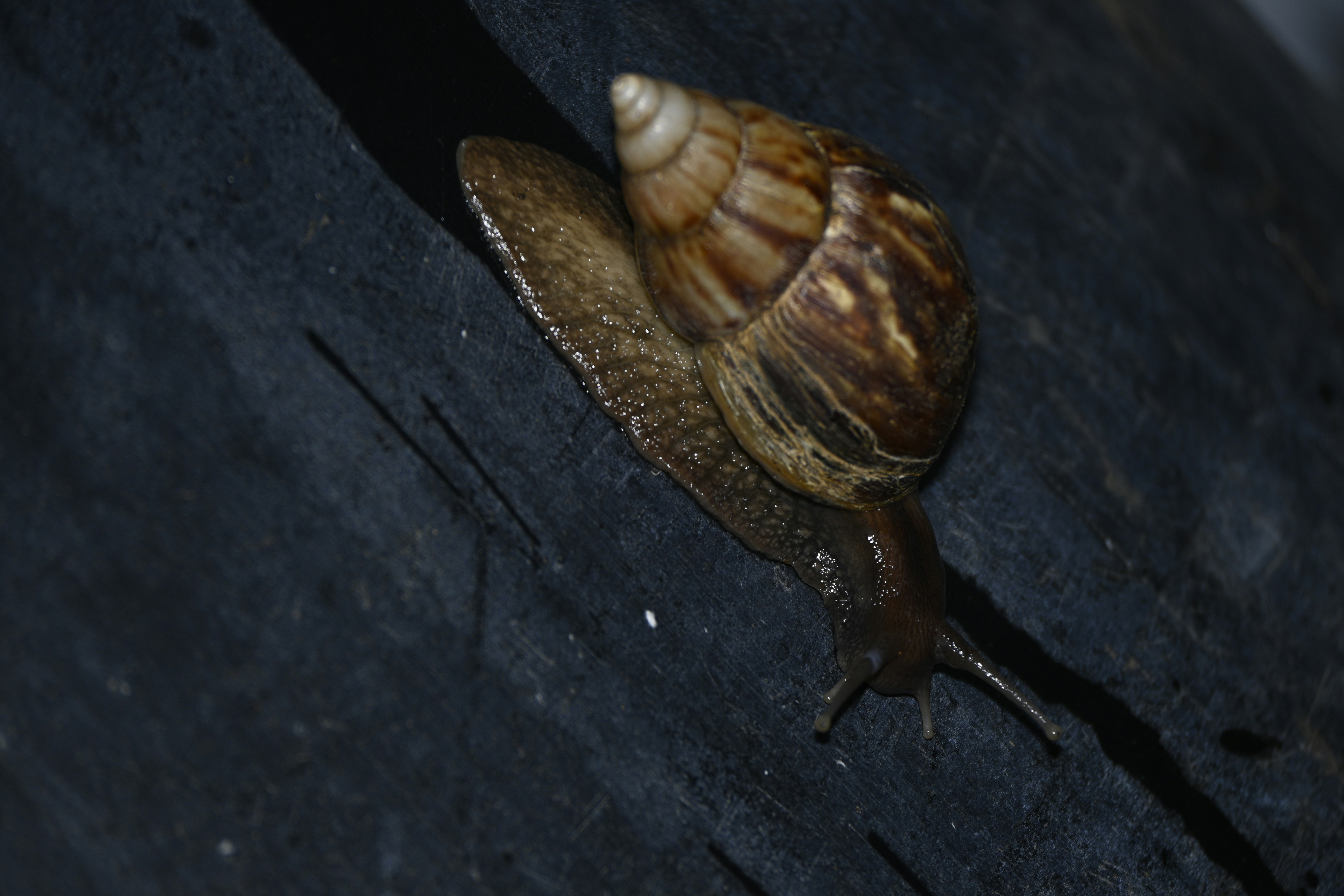 A garden snail glides gracefully over a dark, textured surface, showcasing its intricate shell and slimy trail.