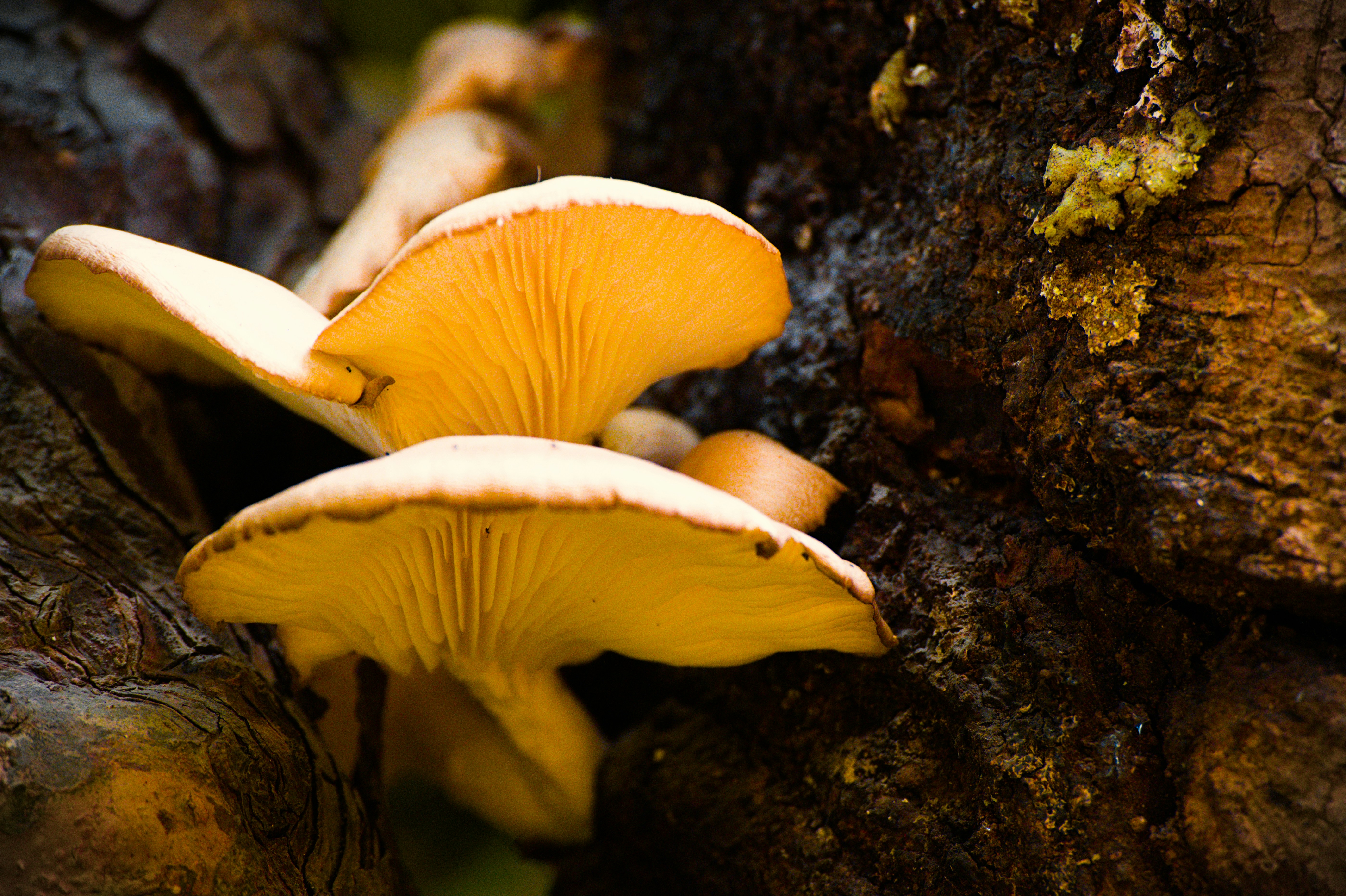 Nature's Golden Umbrellas