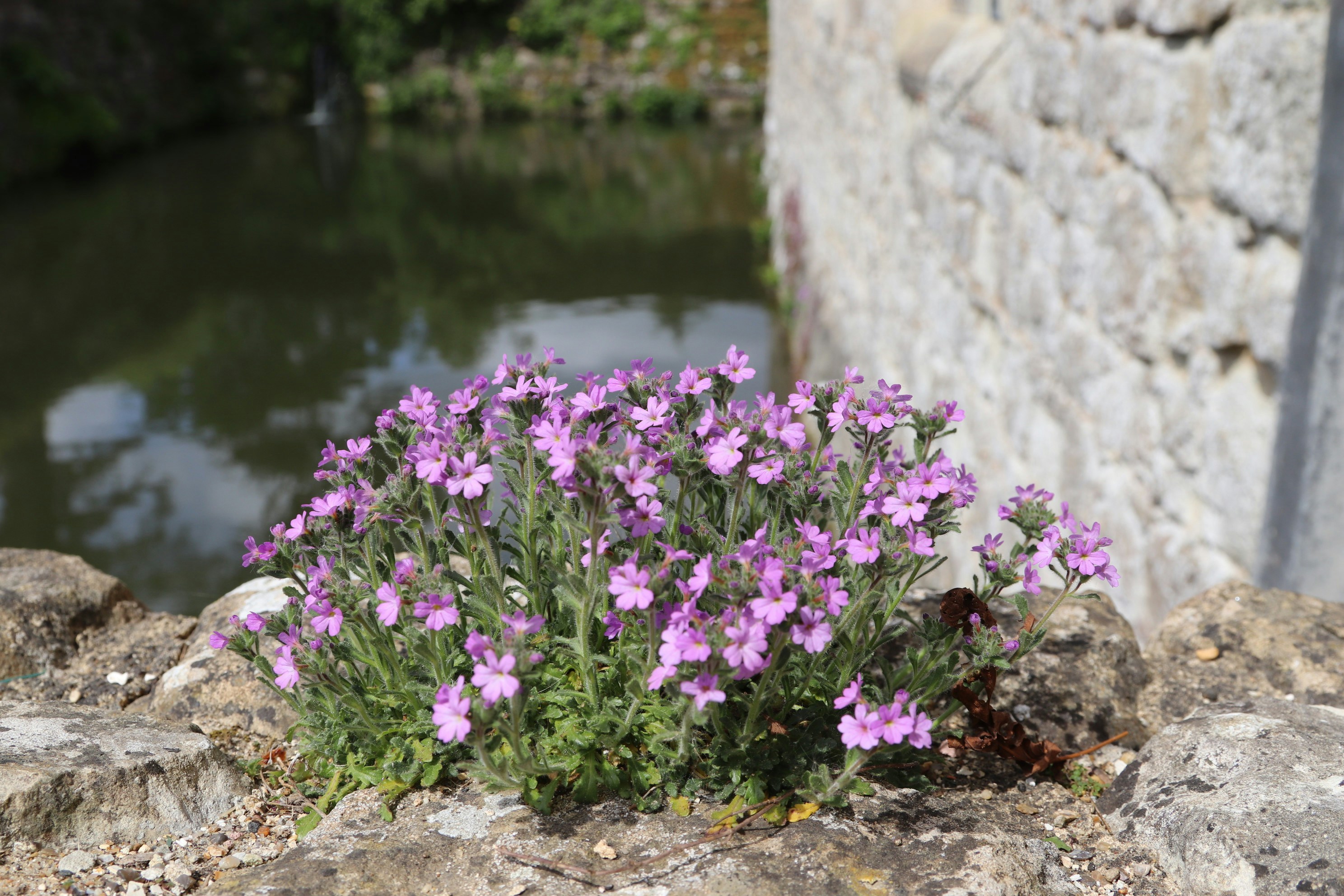 Pink Floral Crest Between Stone and Water
