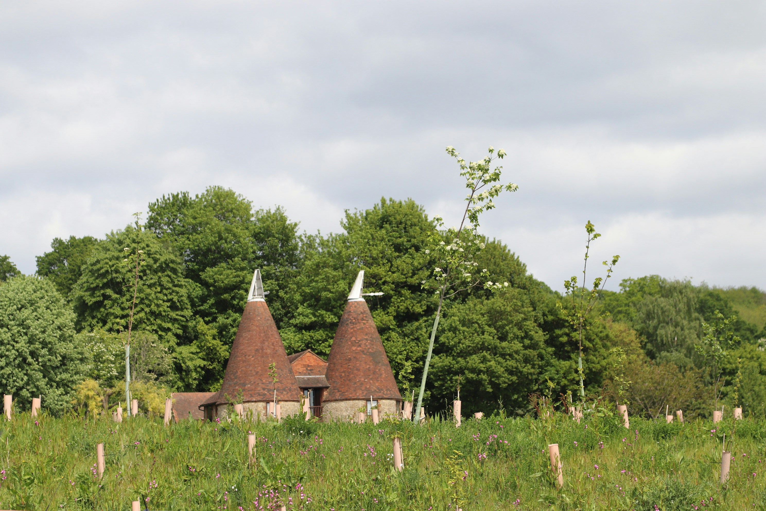 Conical-roofed cottages emerge from a meadow-fringed grove
