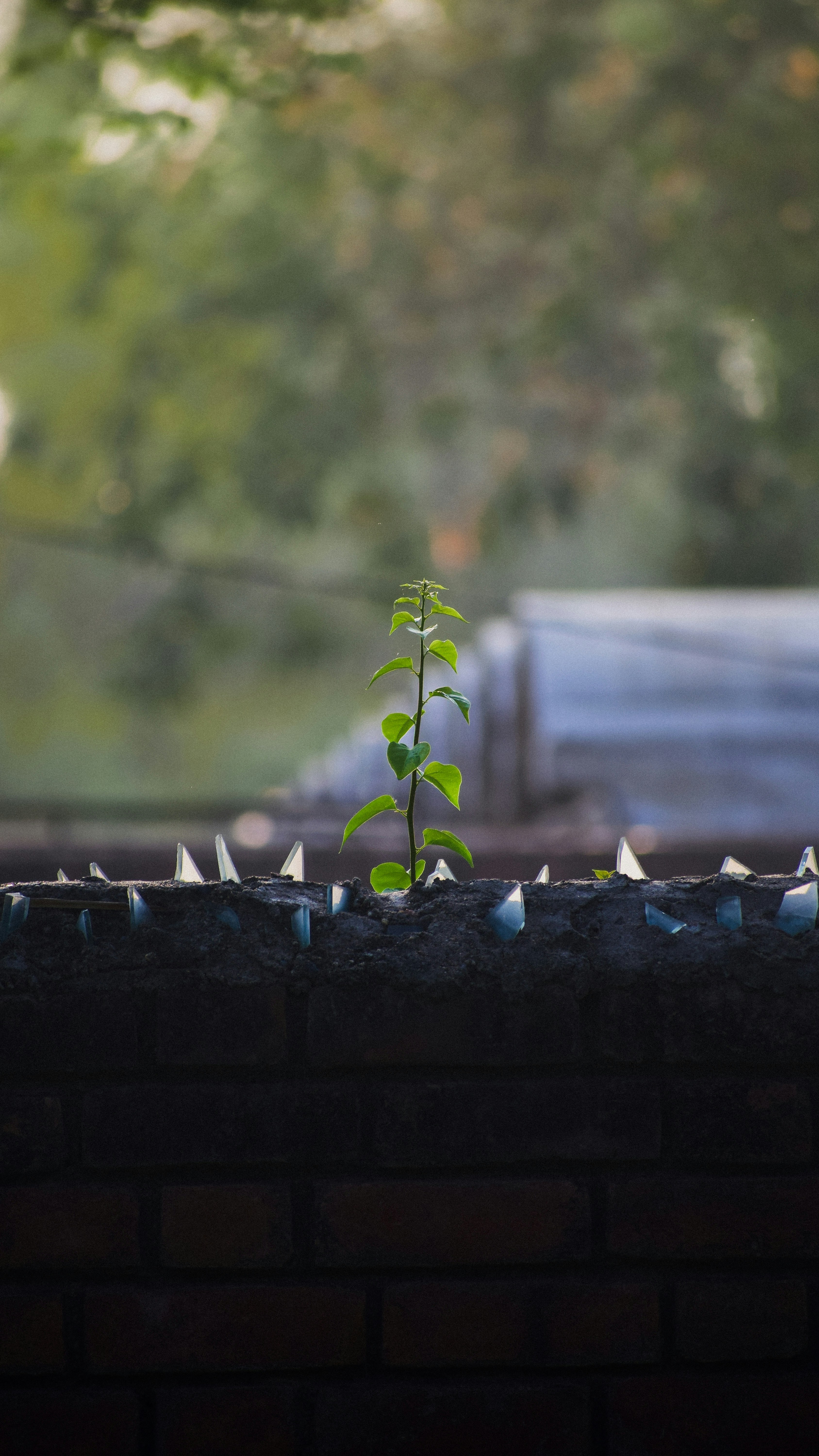 A solitary green sprout emerges from a brick wall topped with sharp glass shards, symbolizing perseverance in an urban landscape.