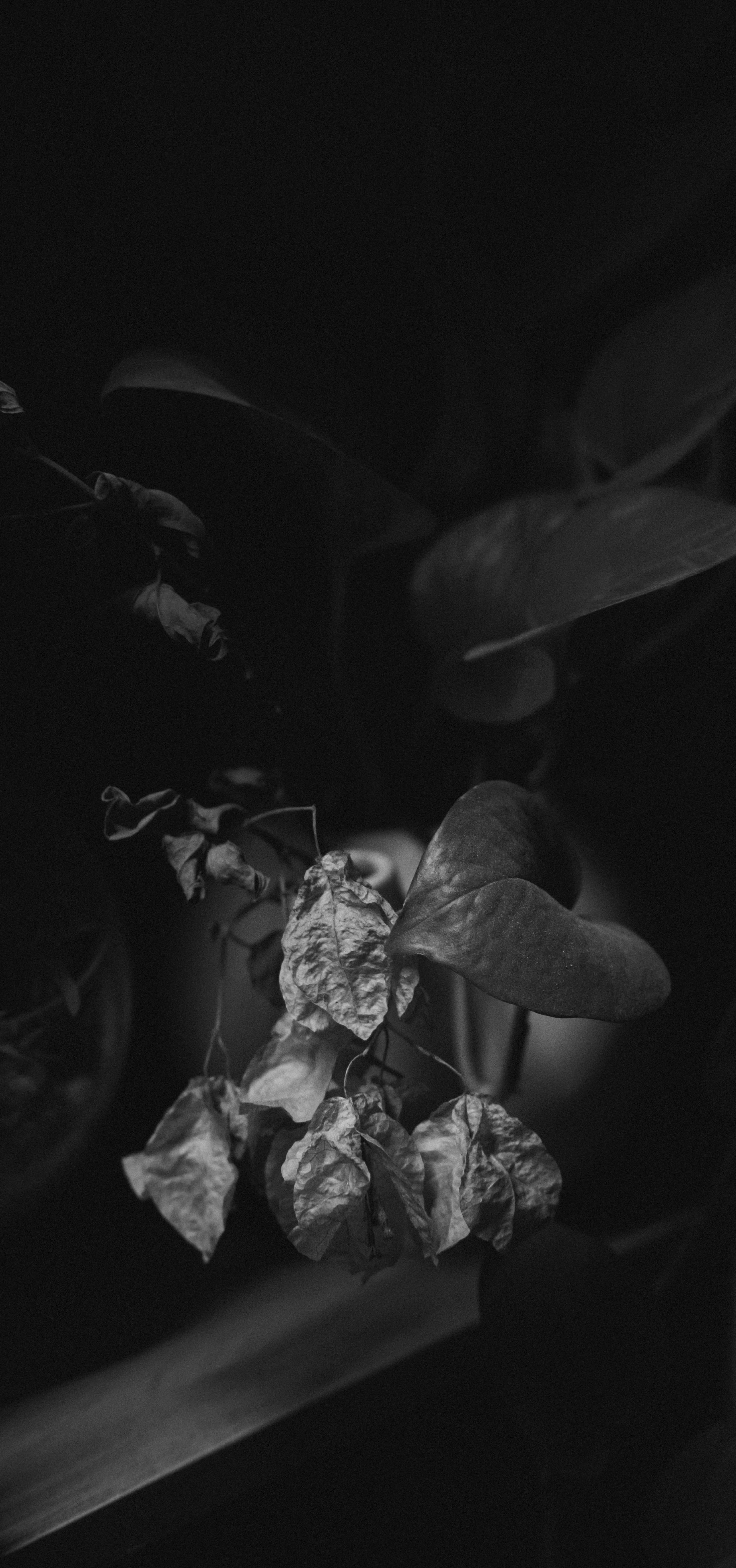 Dried leaves delicately draped against a dark backdrop, highlighting their intricate textures and shapes. The composition evokes a sense of nostalgia.