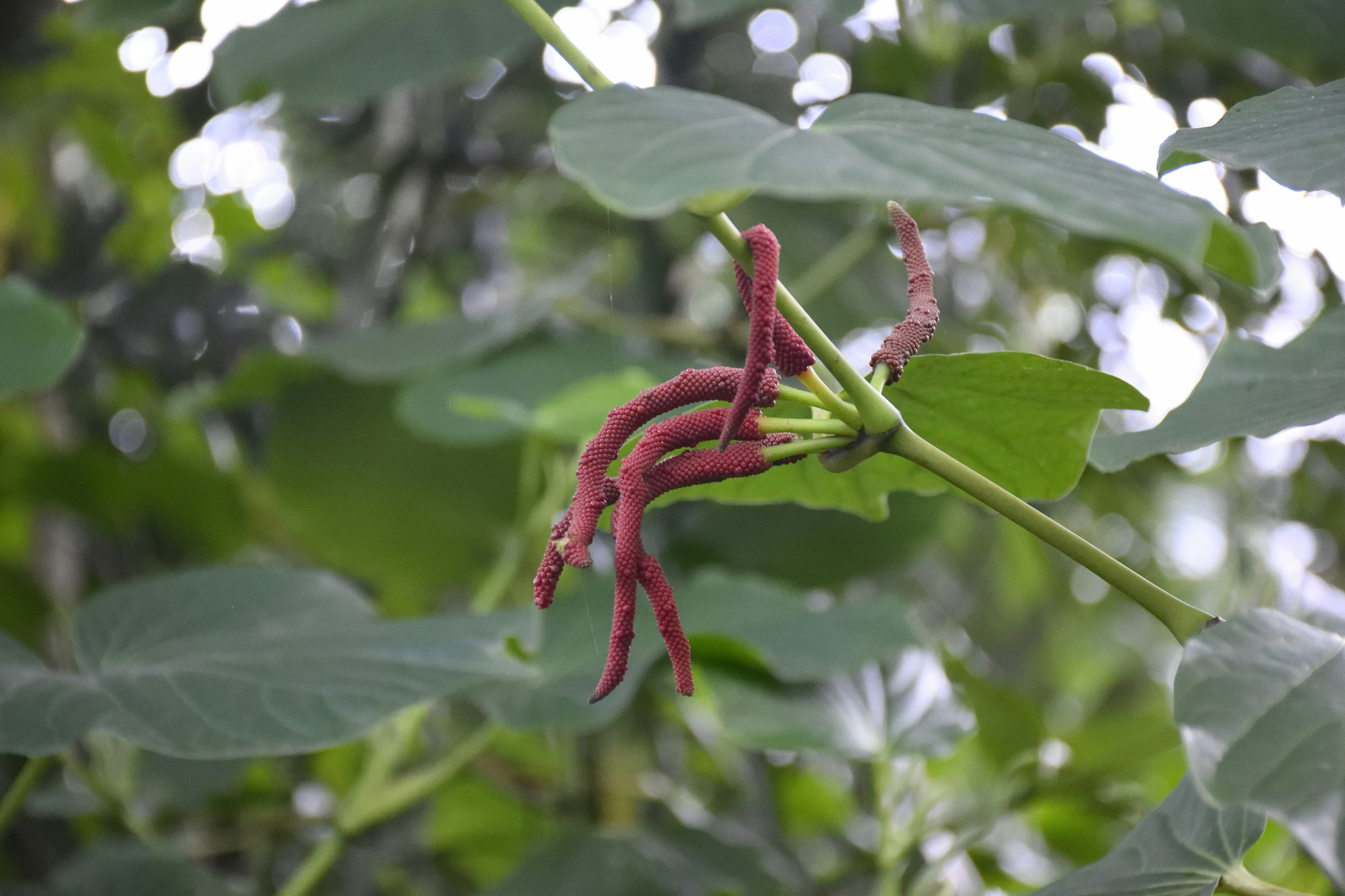 Crimson Catkins: A Closer Look at the Red Tendrils on Green