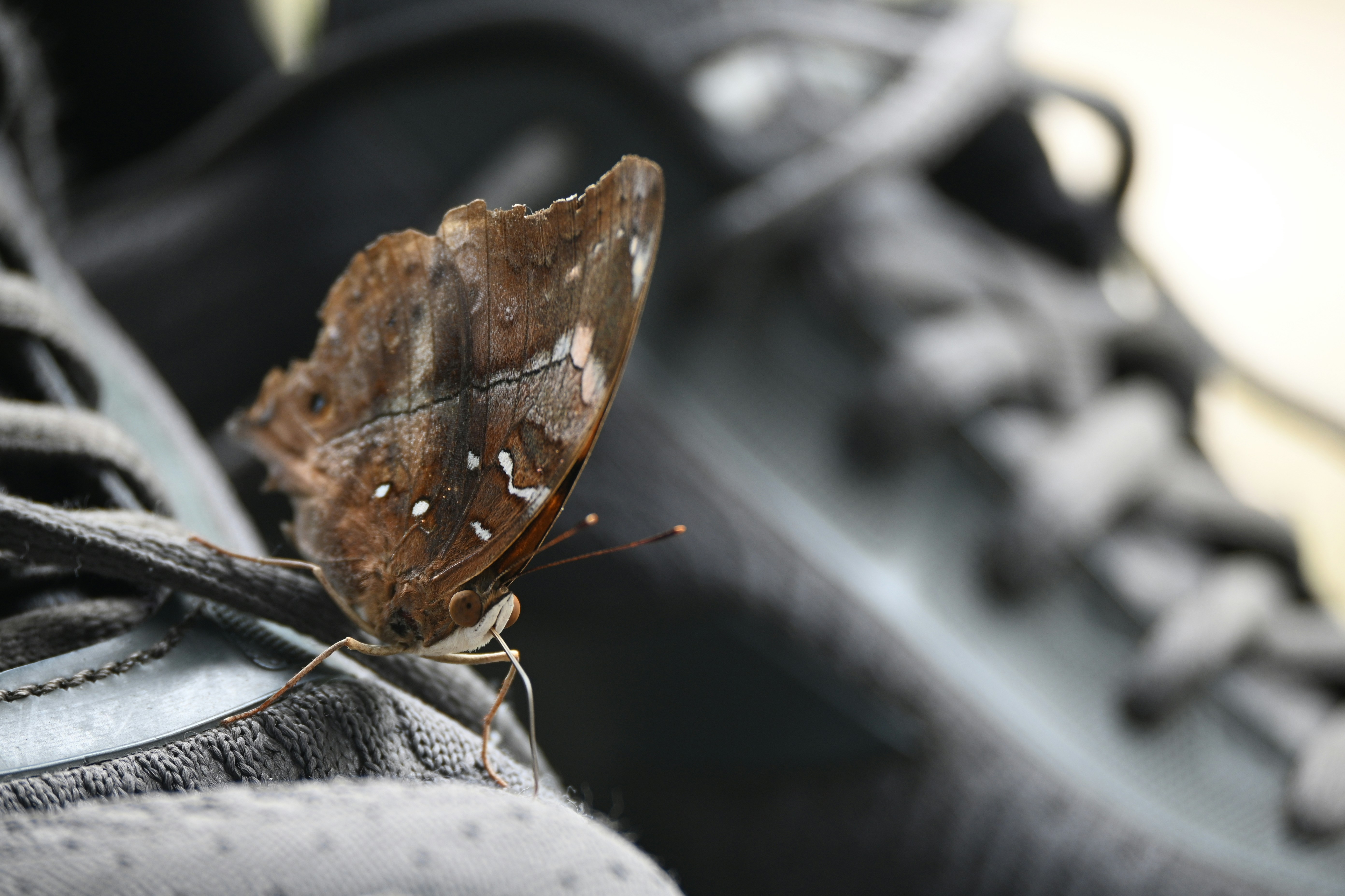 A Delicate Encounter: Nature on Footwear