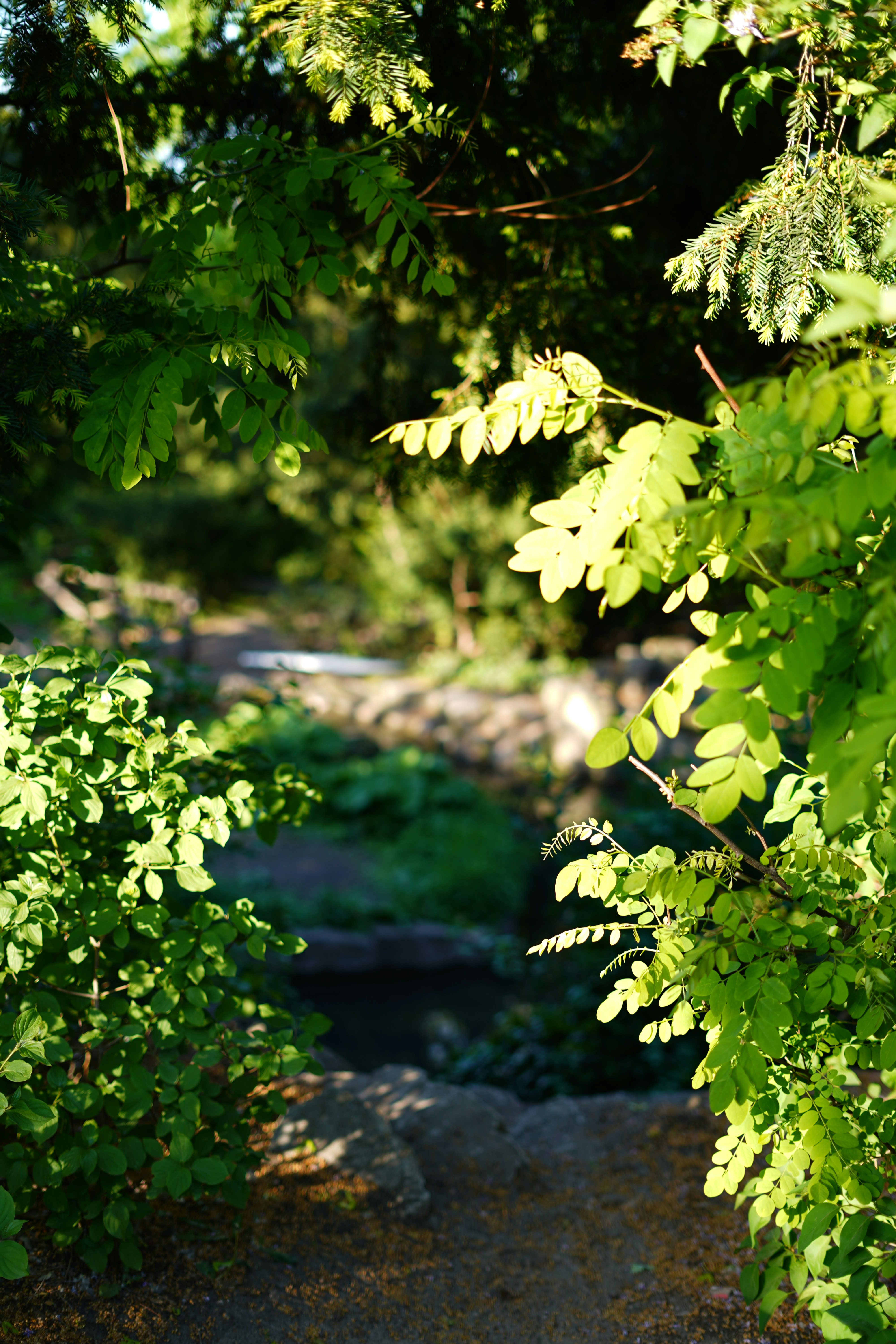 Emerald Canopy: A Glimpse Through Nature's Frame