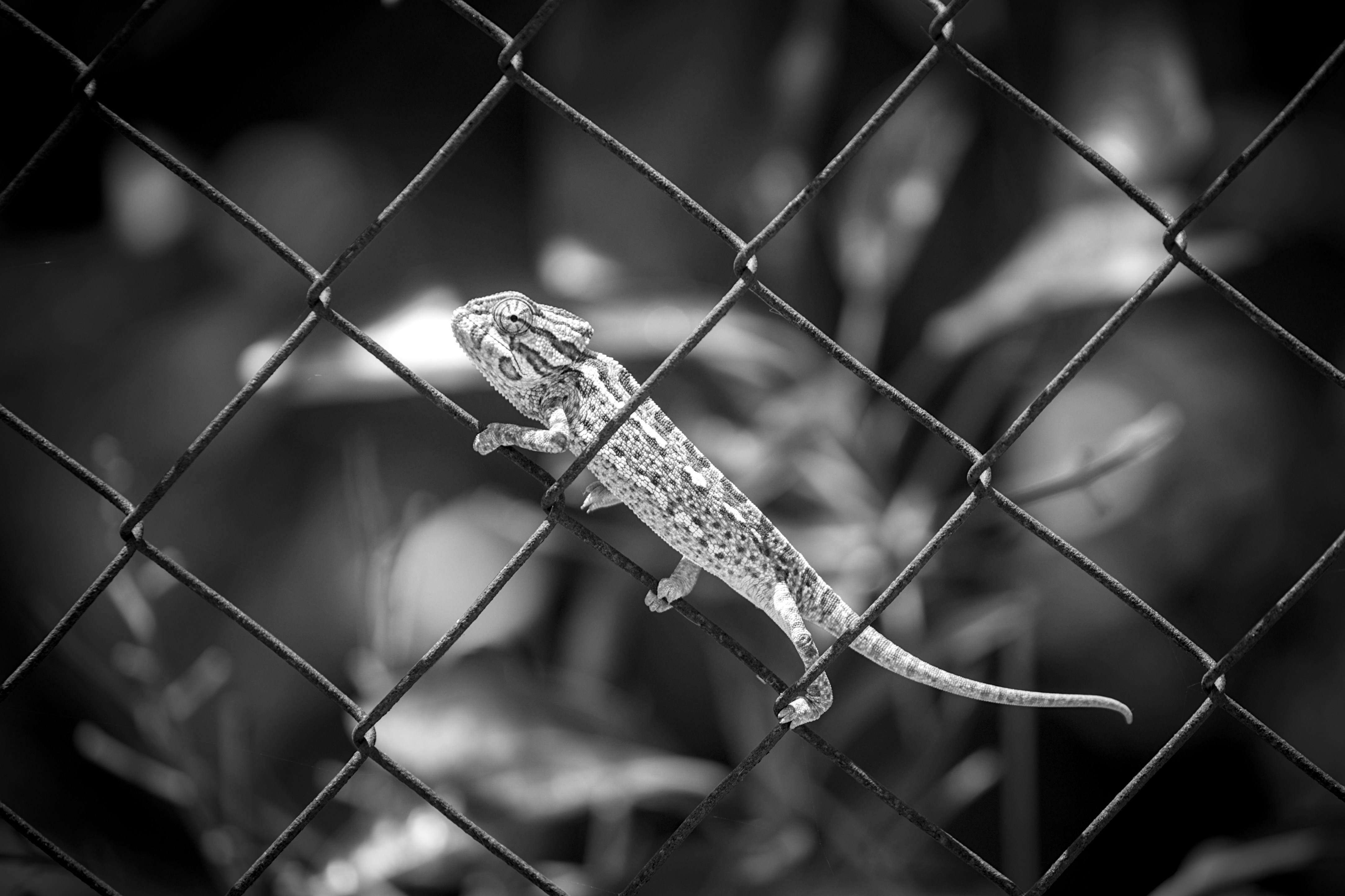 Gecko on Diamond Mesh: A Quiet Monochrome Moment