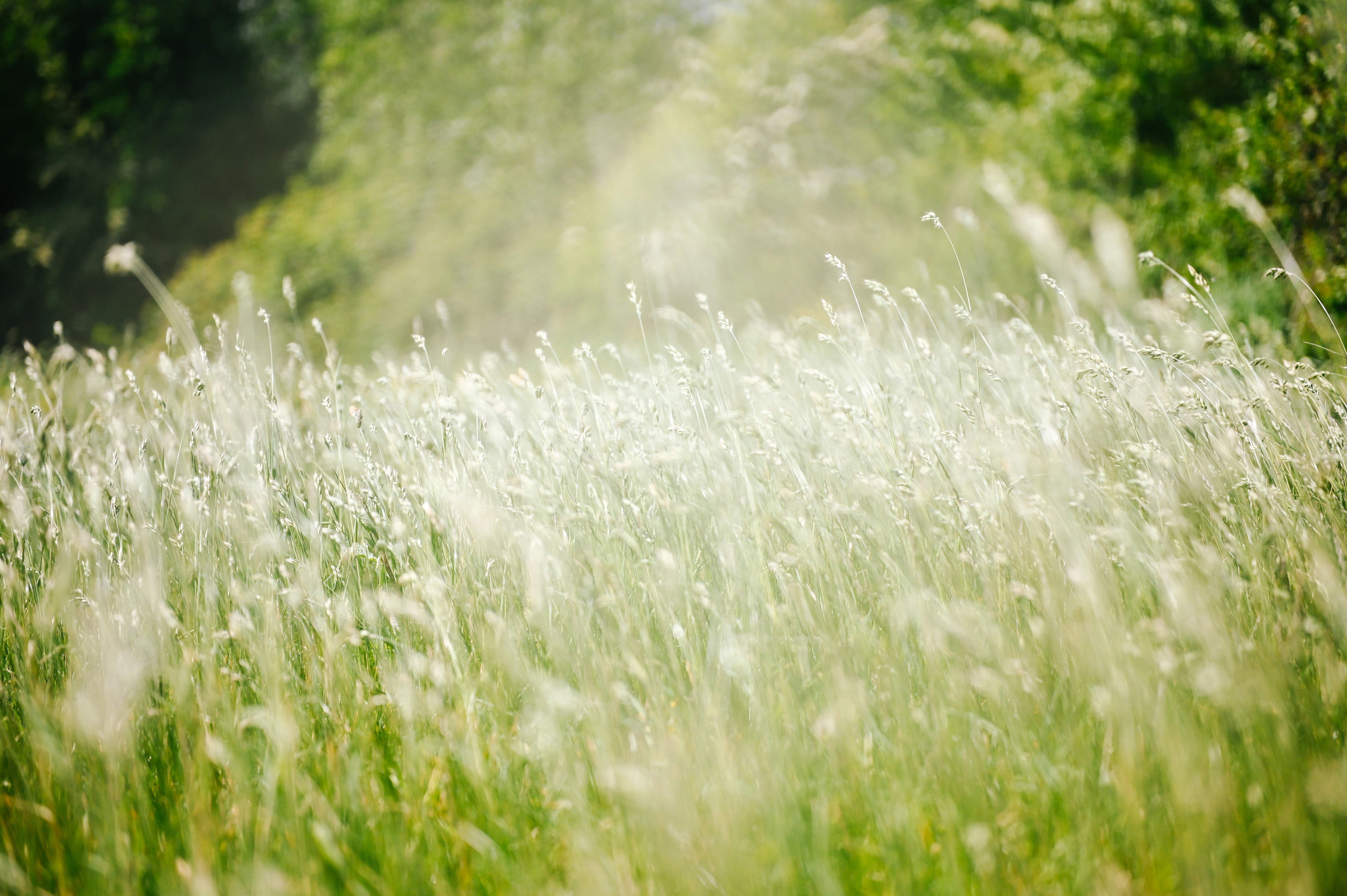 Laowa 100mm 2.8 Macro CA Dreamer Macro