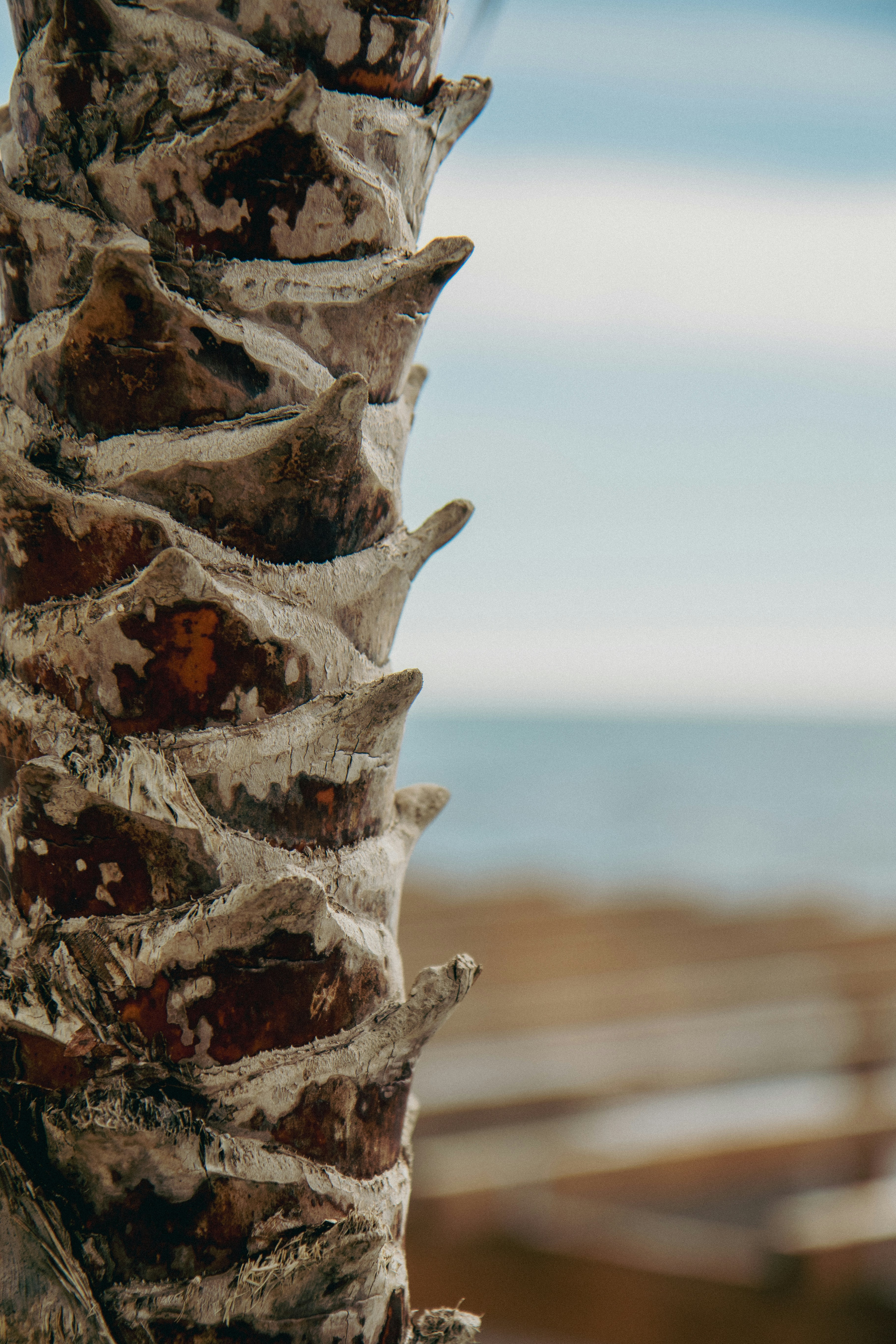Spiral Armor: Close-Up of a Palm Trunk Framing the Sea