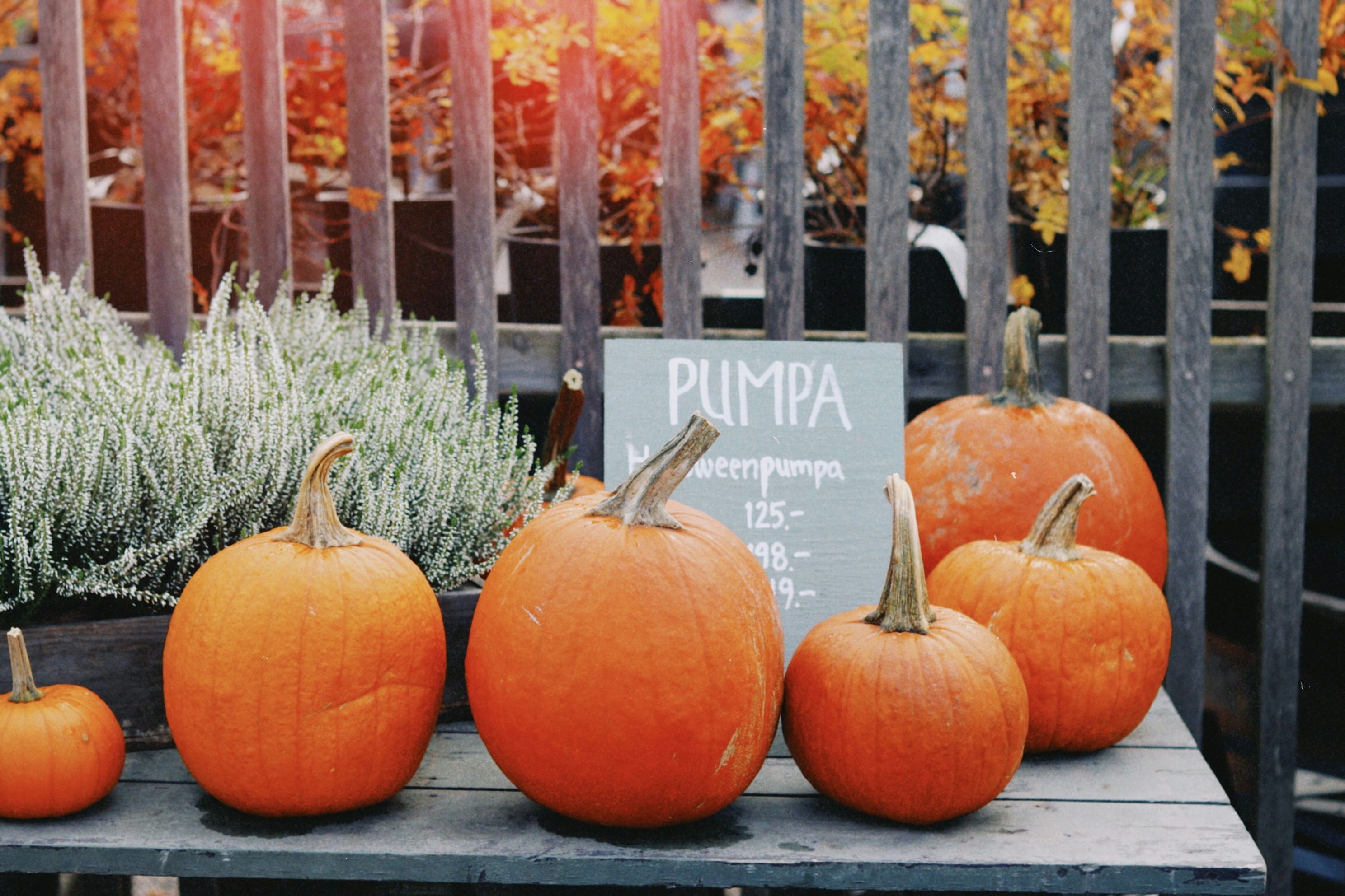 Vibrant orange pumpkins arranged on a rustic table with a sign detailing prices, surrounded by greenery. Autumn colors create a warm atmosphere.