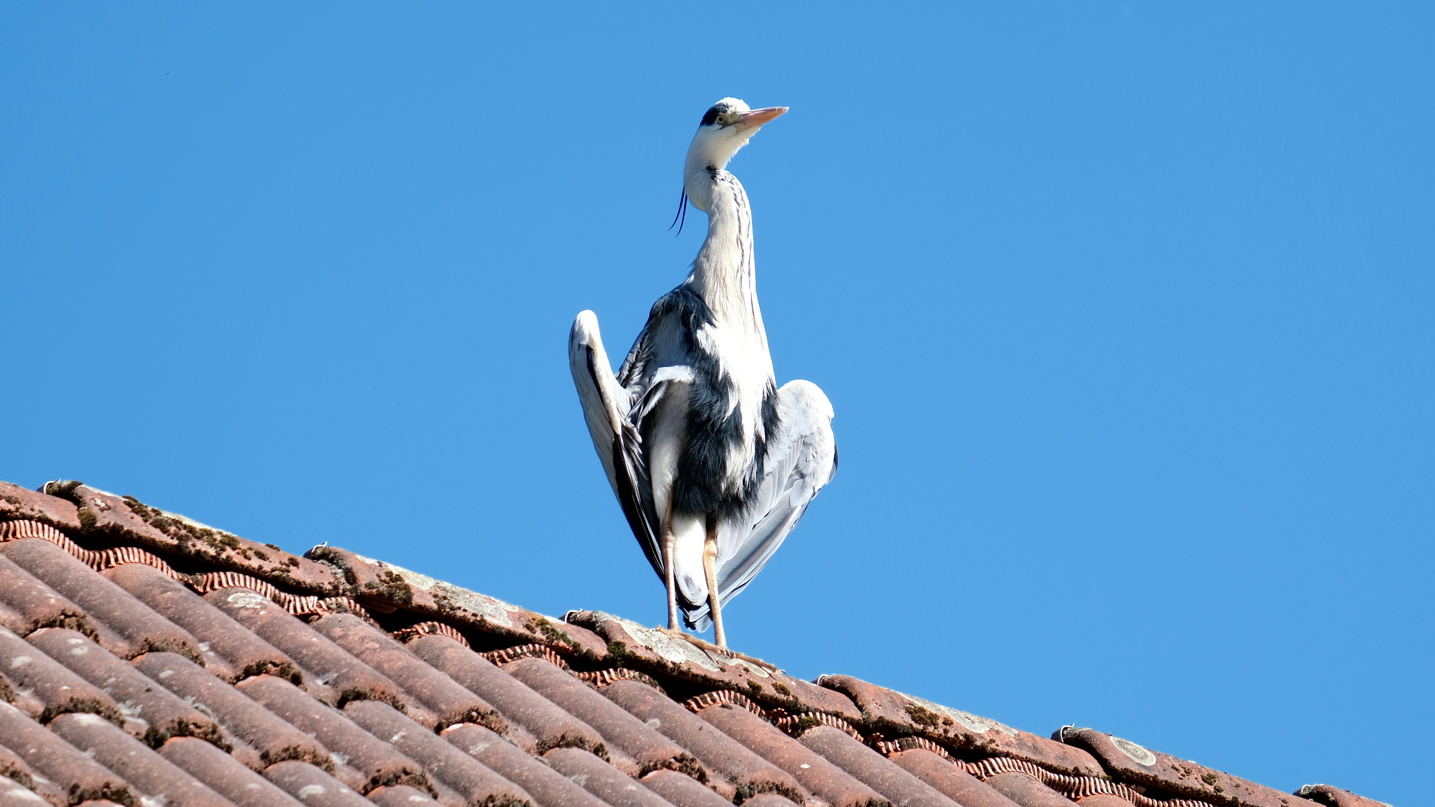 Rooftop Sentinel: A Long-Necked Bird Posed Against a Cerulean Sky