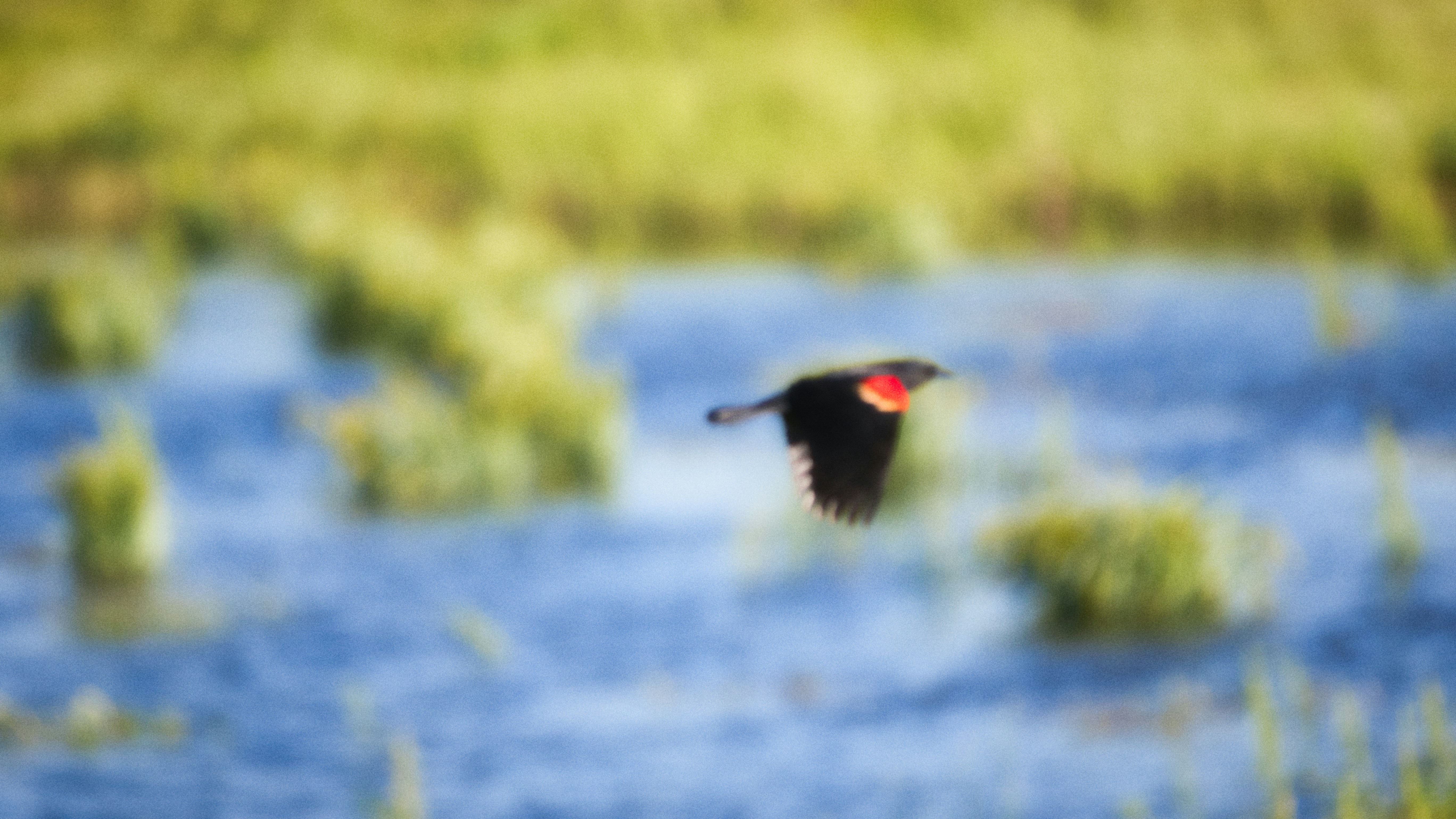 Red-Capped Flight Over a Blue Wetland