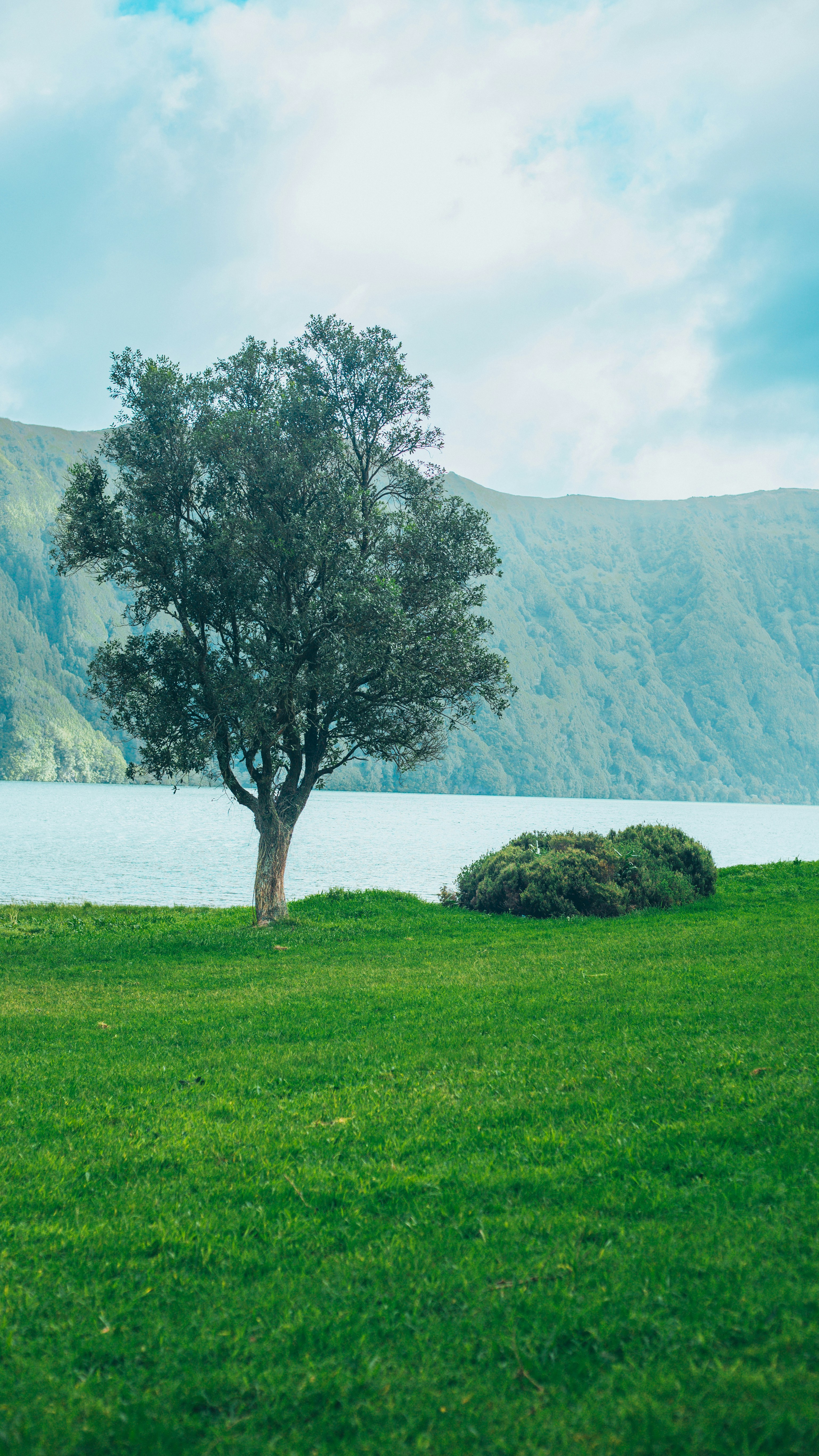 Lone Tree by a Quiet Lake Under Distant Mountains