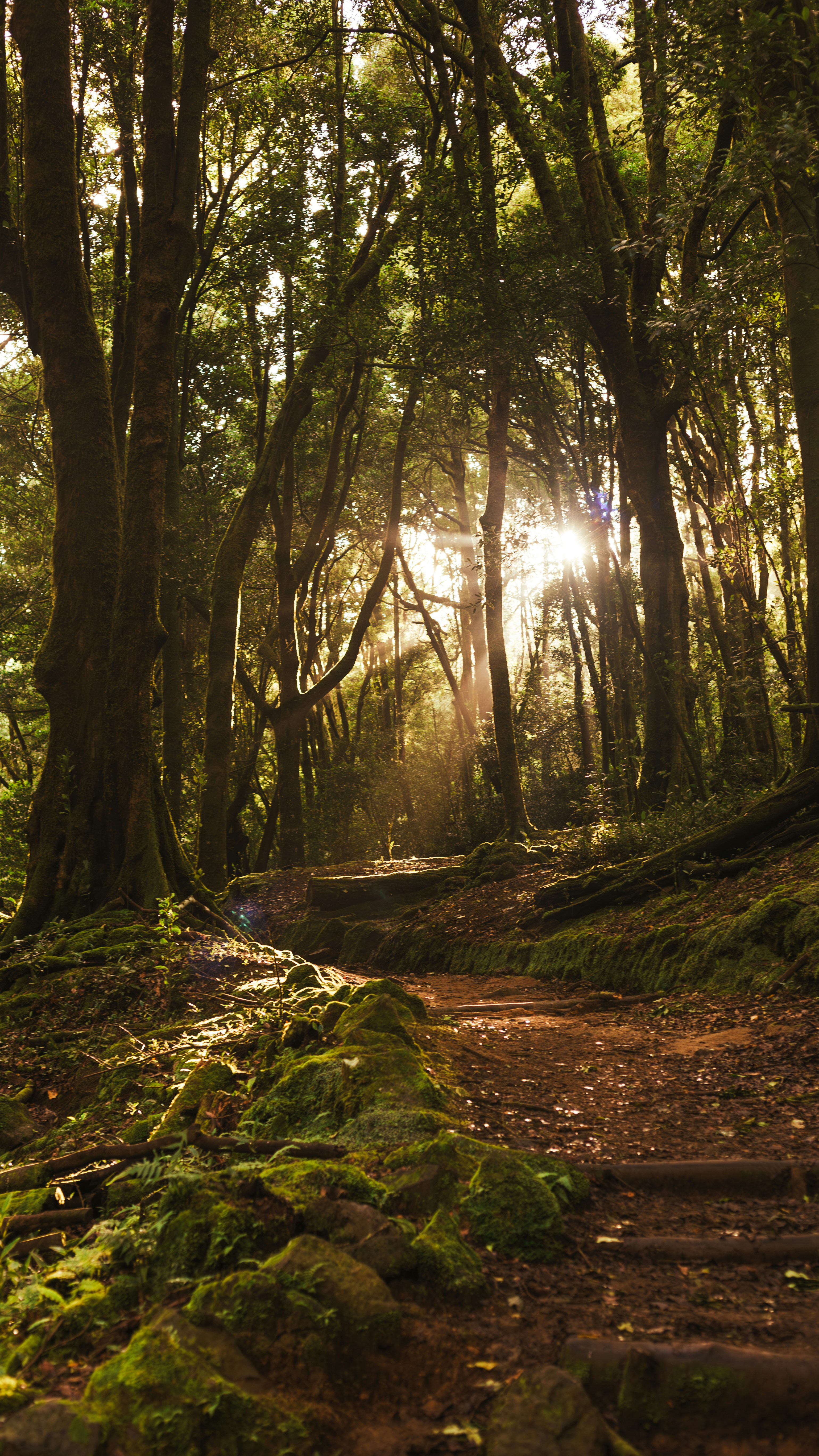 Sunlight shines through the trees on a forest path. photo – Free Forest ...
