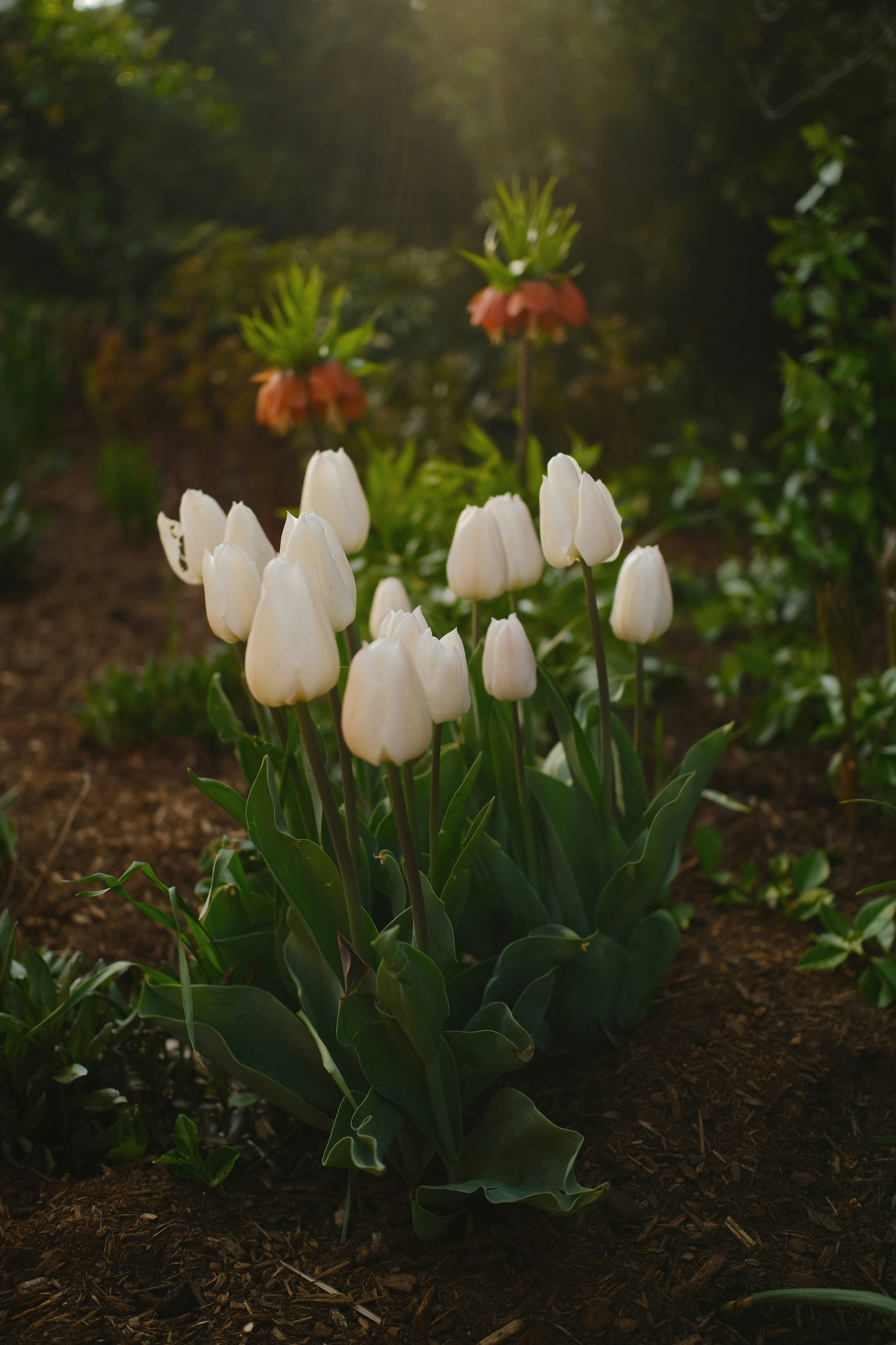 Petals of Light: White Tulips in a Sun-Dappled Garden