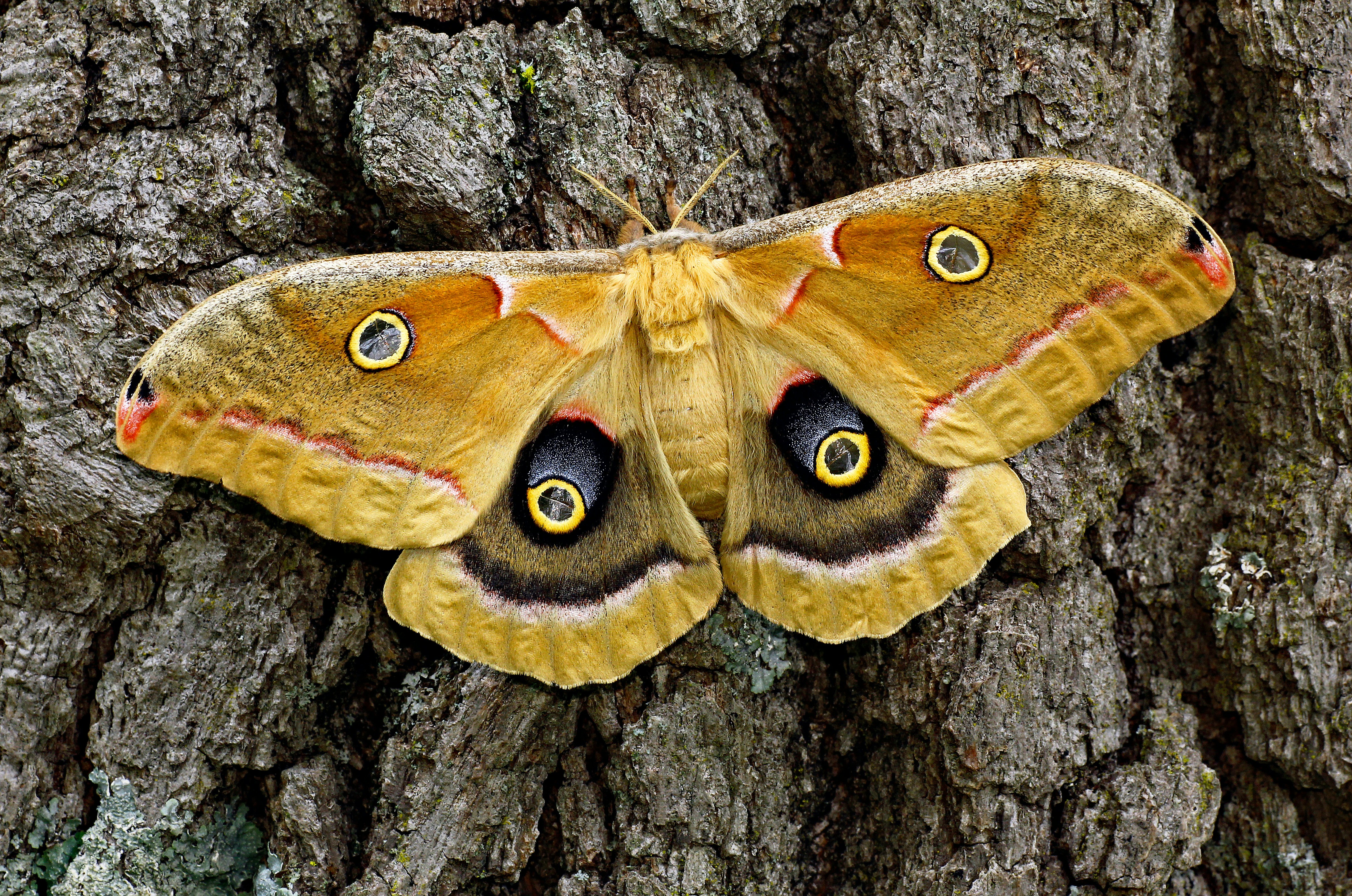 Polyphemus Moth (Antheraea polyphemus) Ice Age National Scientific Reserve Unit, Baraboo, WI, USA taken: 7/8/2016, image no :275aaa2pv2025