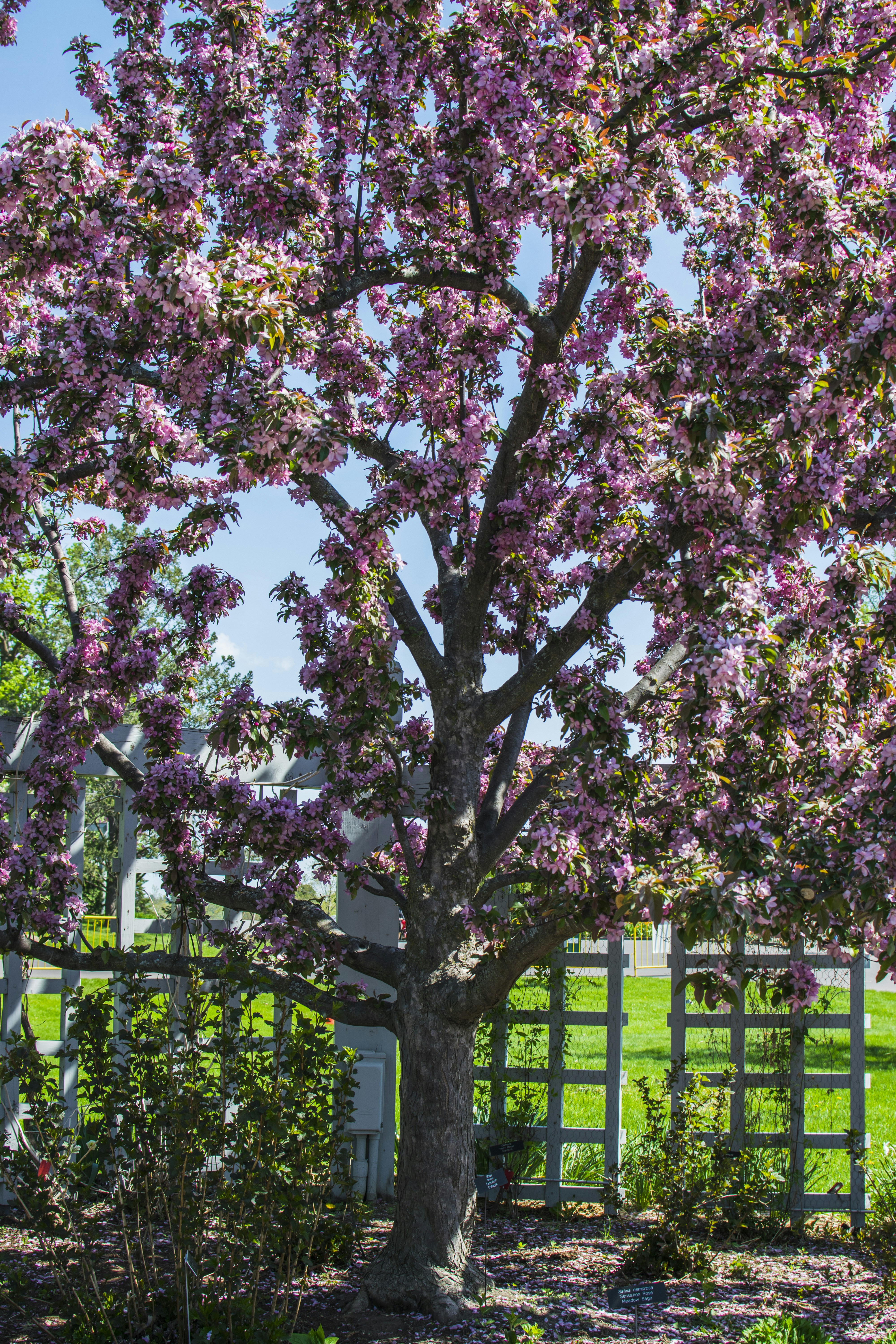 Blossom Crown Over a Sunlit Lattice Garden