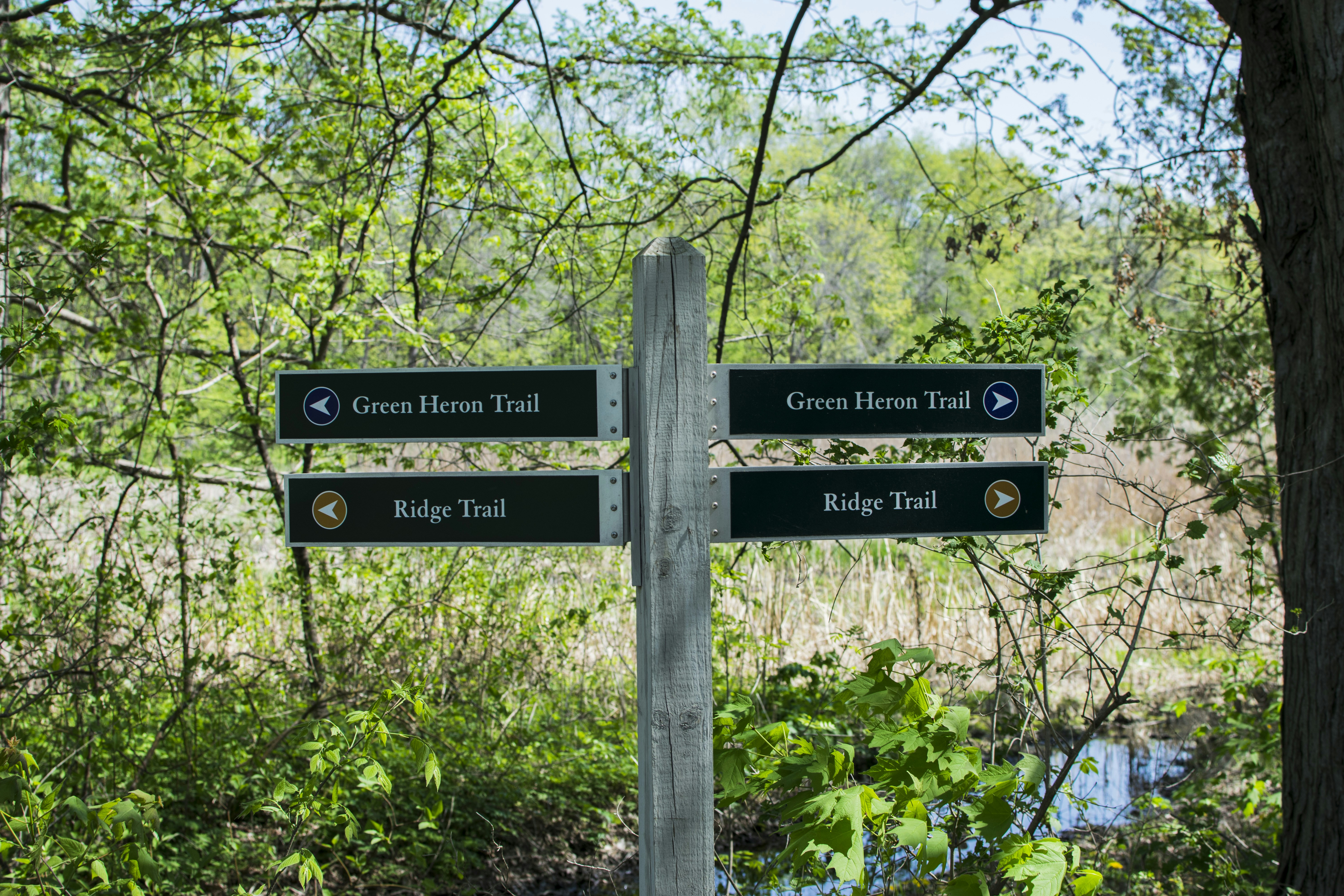 Trail Signpost in Dappled Forest Light