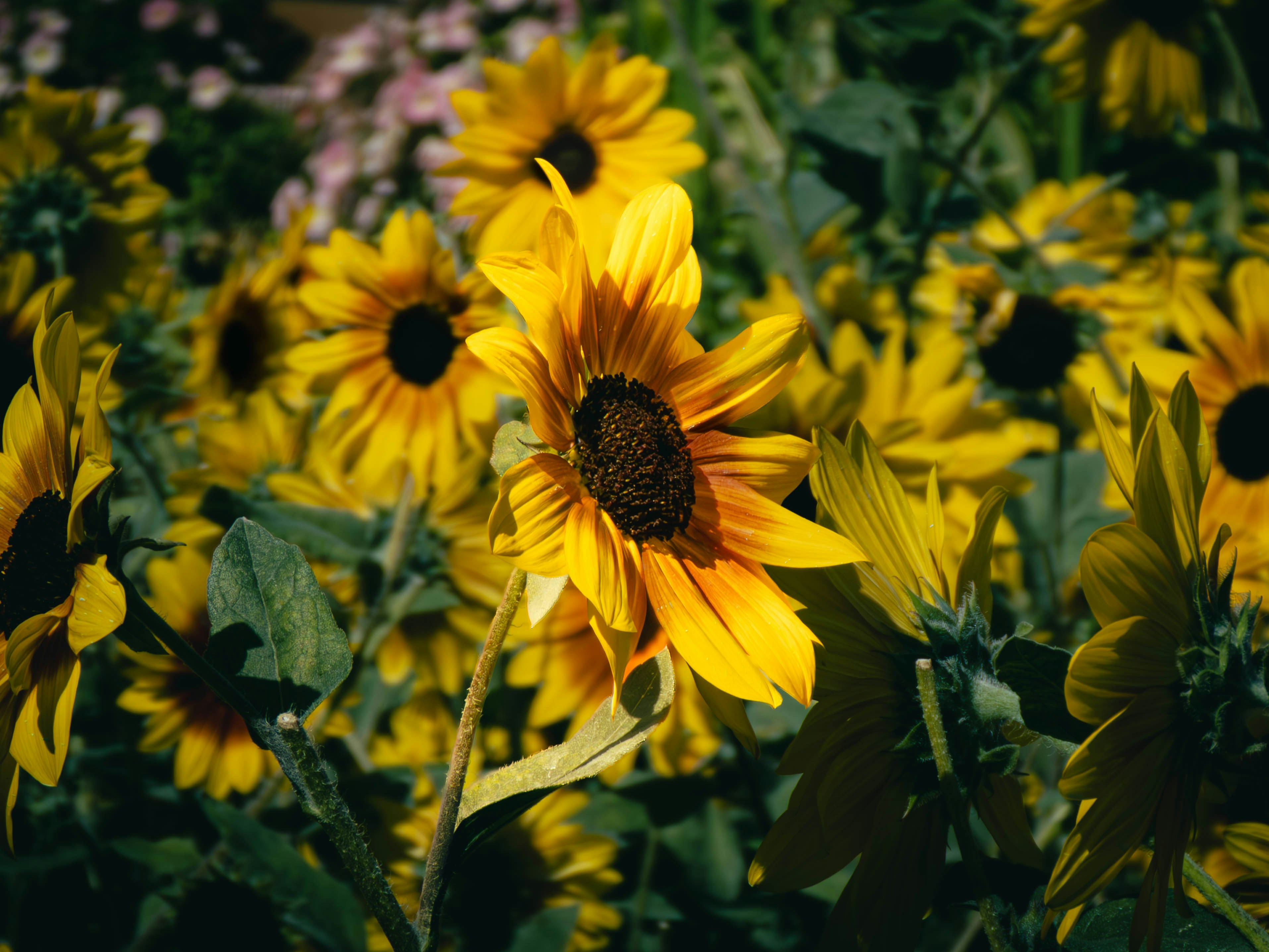 Center-Stage Sunflower: A Sunlit Bloom Among Golden Blooms