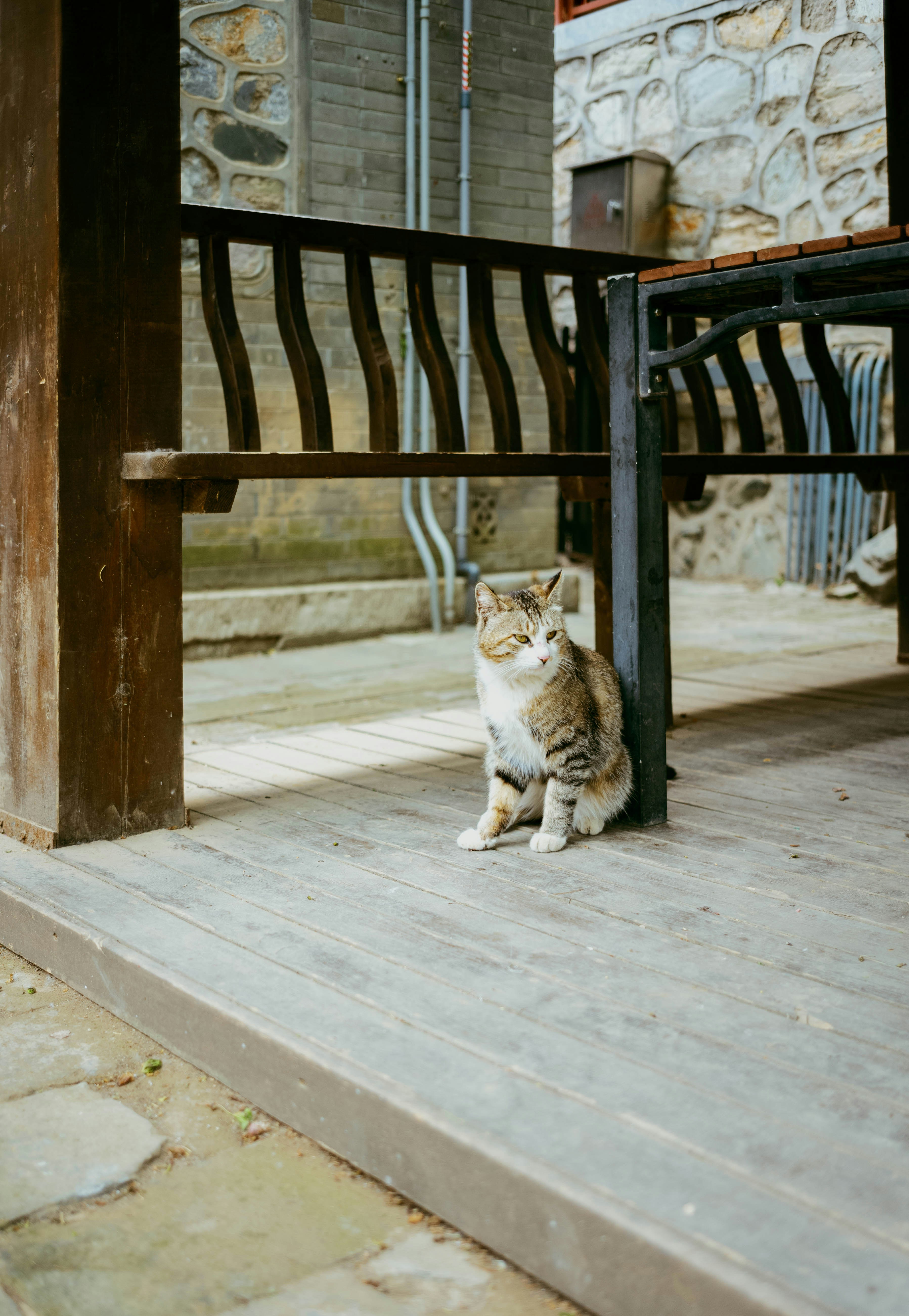 Porch Cat in Gentle Light Between Wooden Beams and Stone