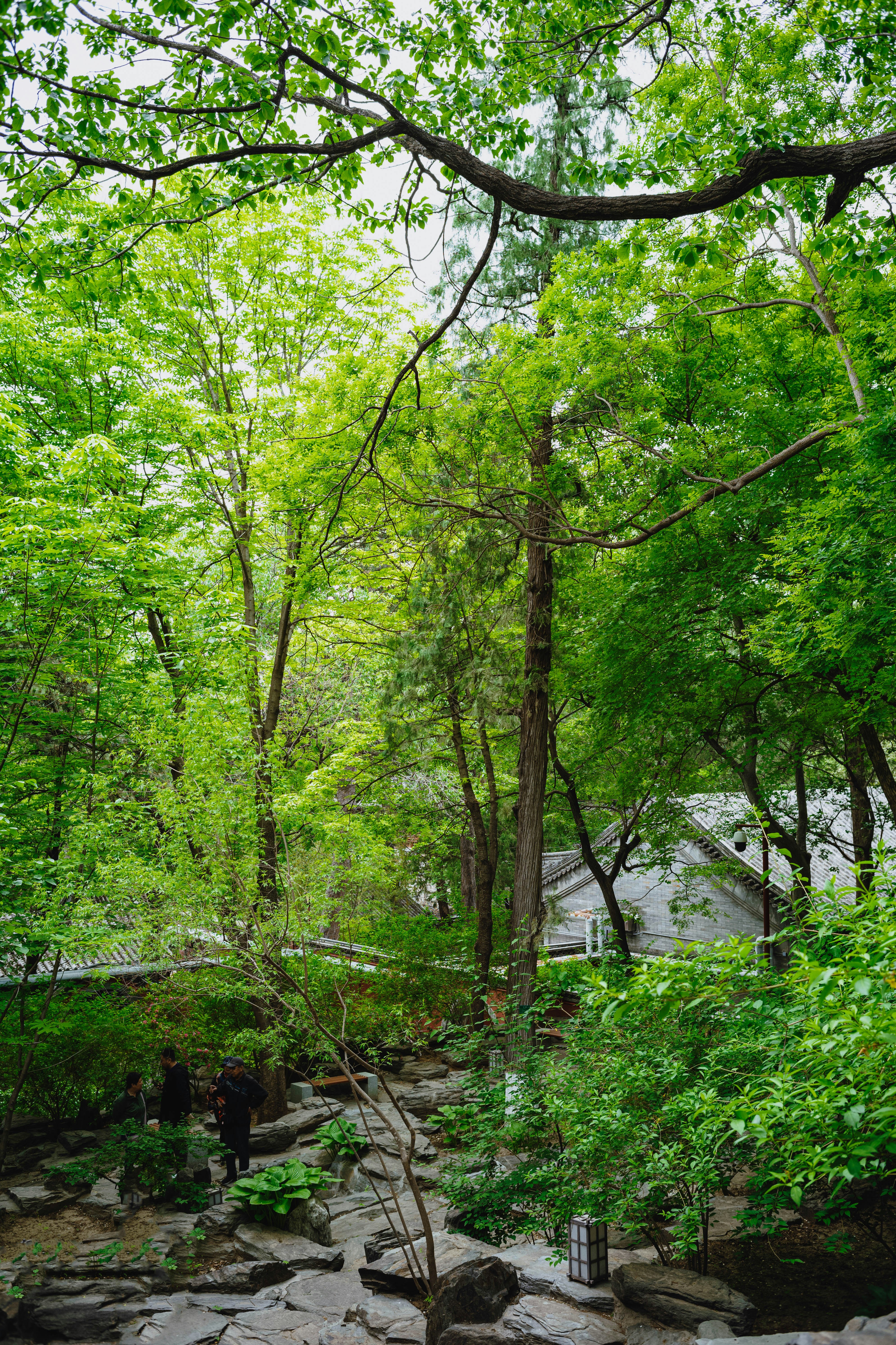 Lush greenery surrounds a house in a forest. photo – Free Image on Unsplash