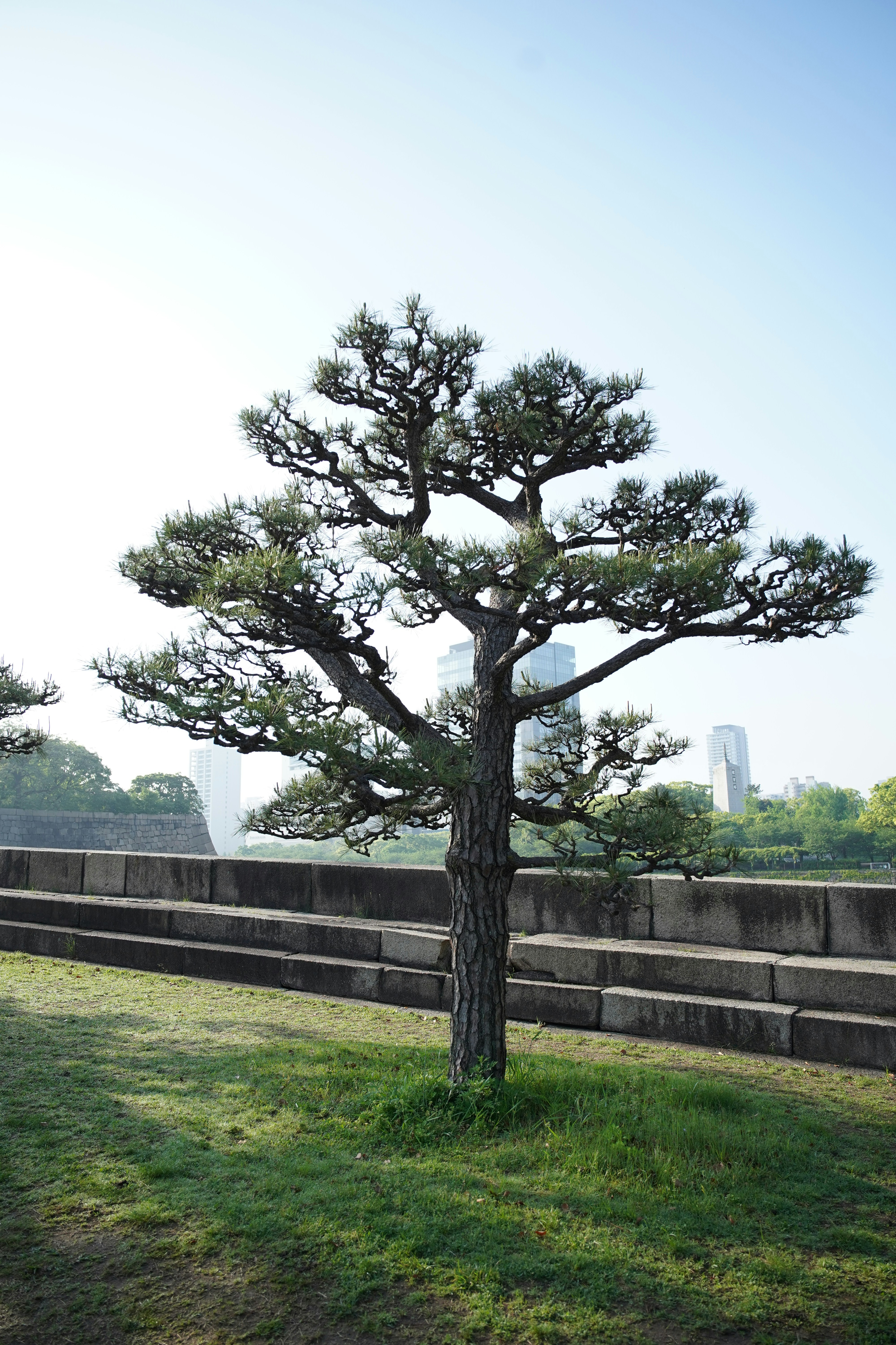 The Urban Bonsai Stands Guard: A sculpted pine against a distant skyline