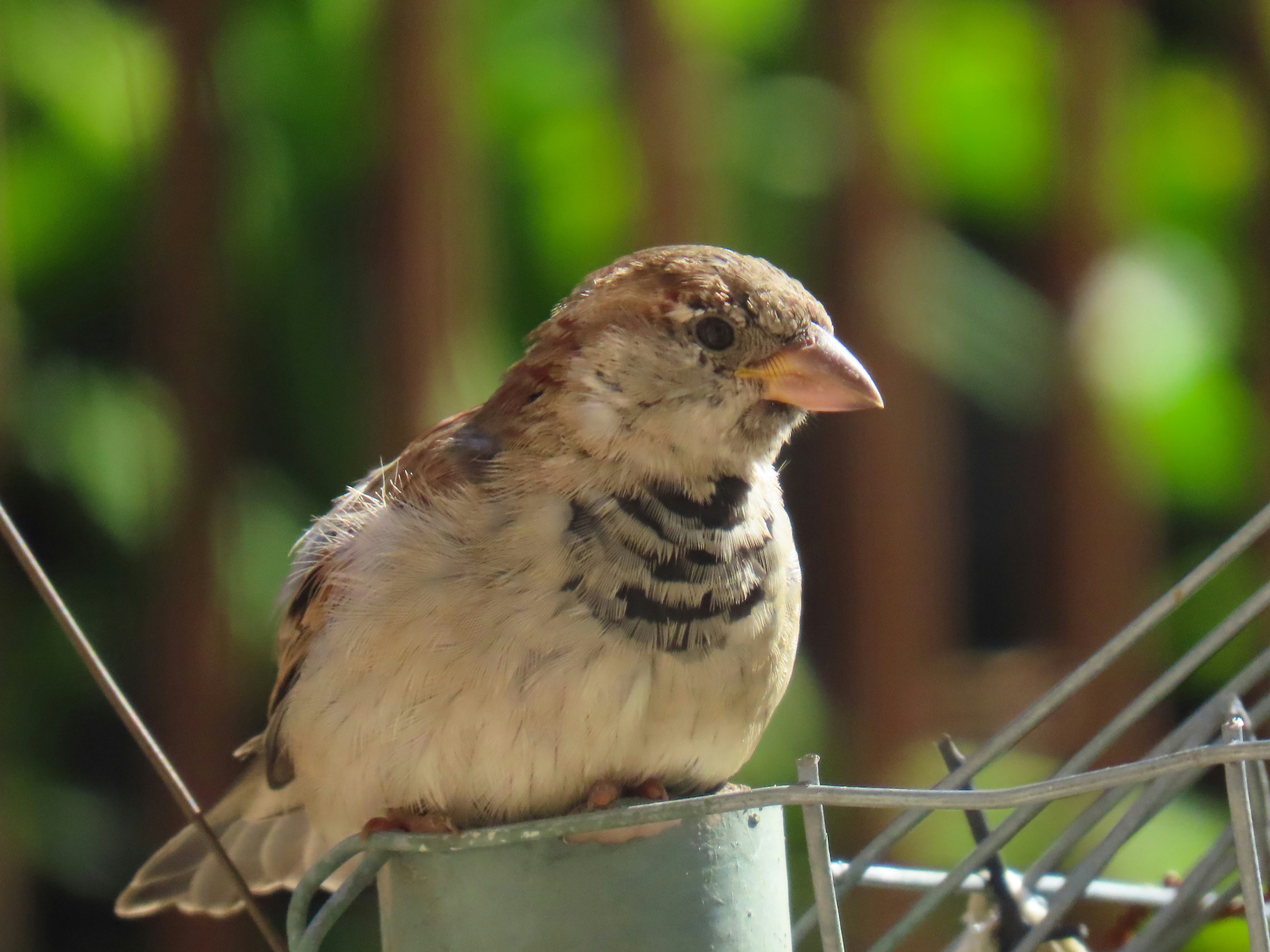 Innocent Perch: A Sparrow Studying the Garden Light