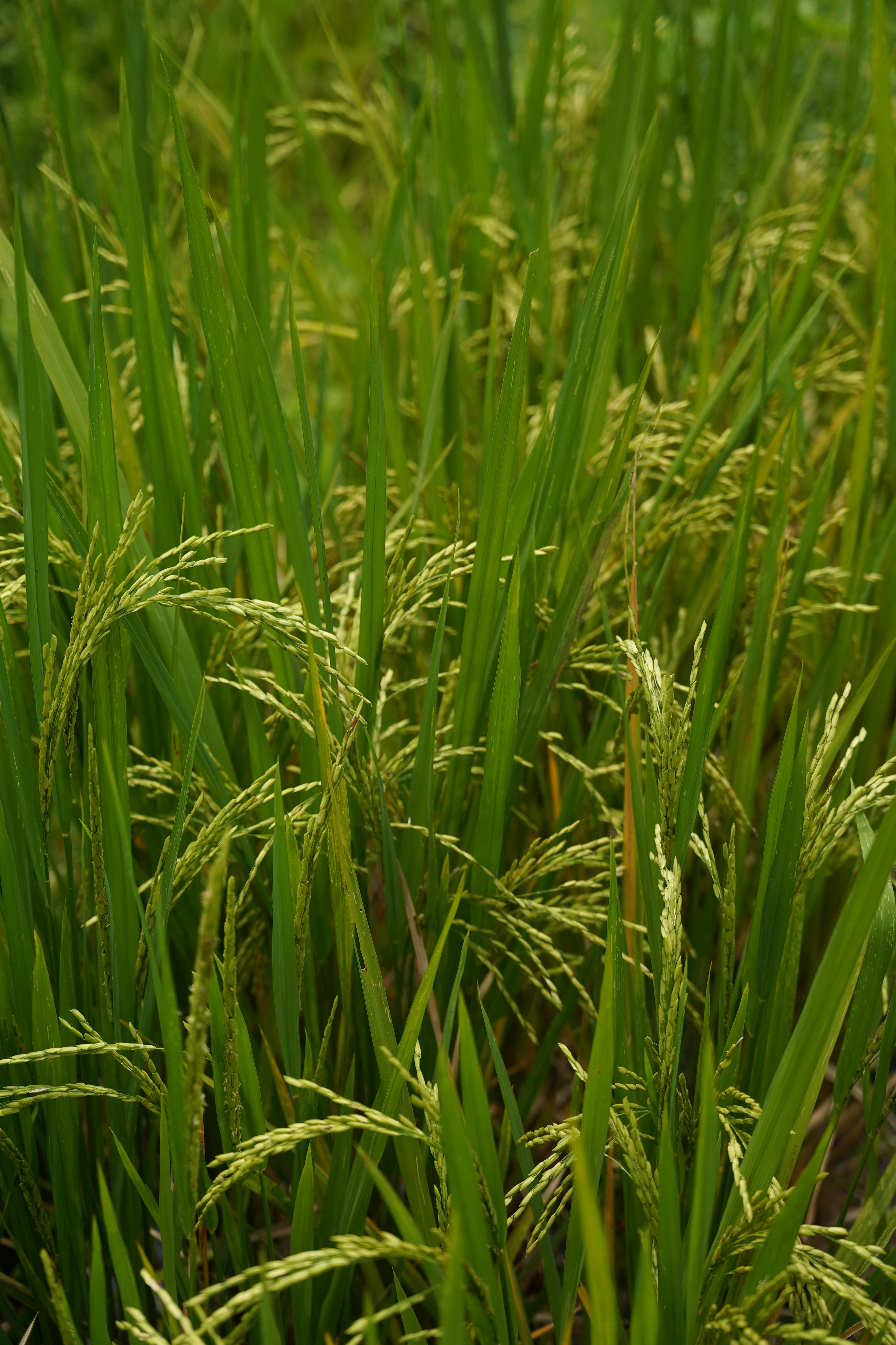 Rice plants grow tall in a green field. photo – Free Green Image on ...
