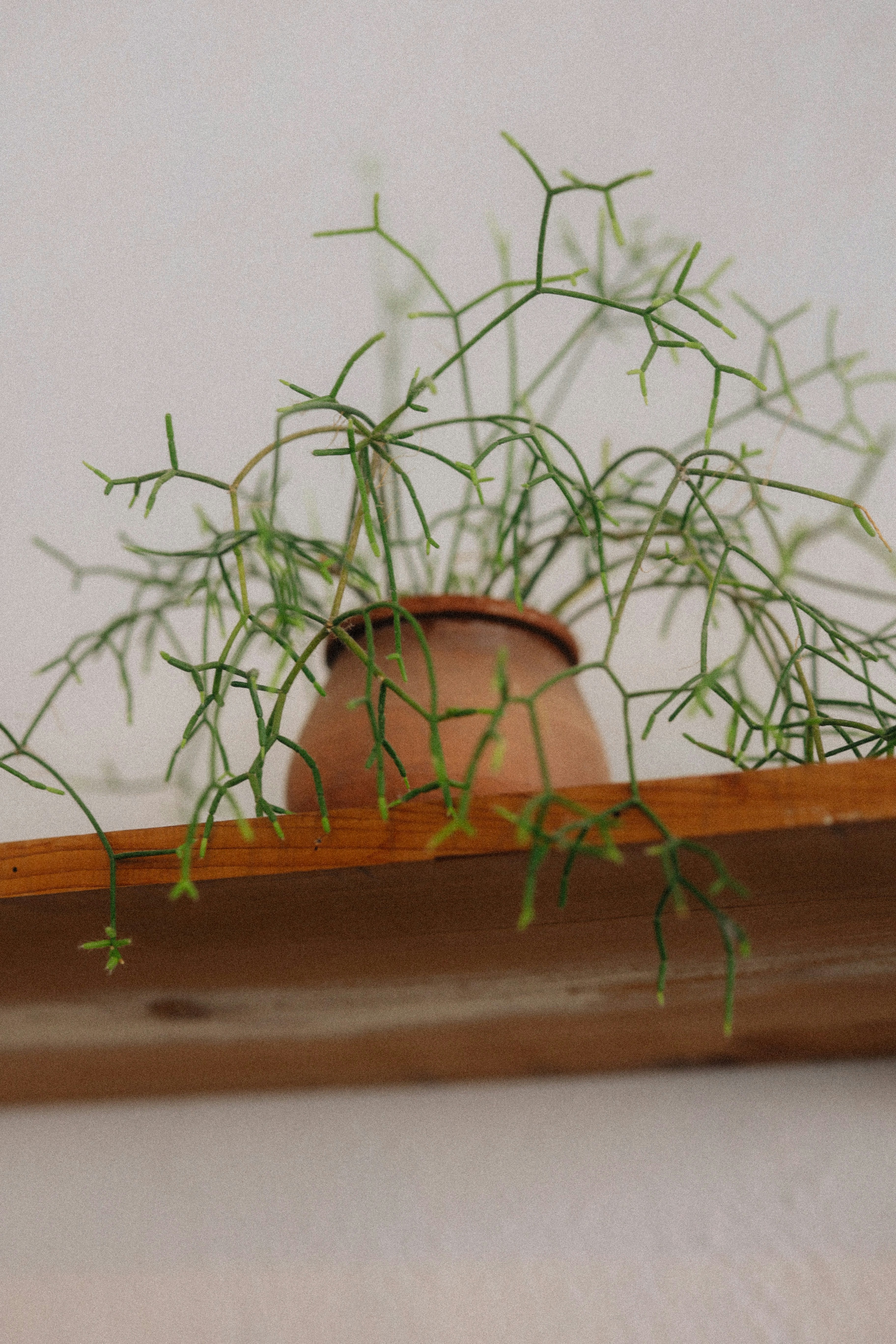Green Tendrils on a Wooden Shelf: A Quiet Indoor Still Life