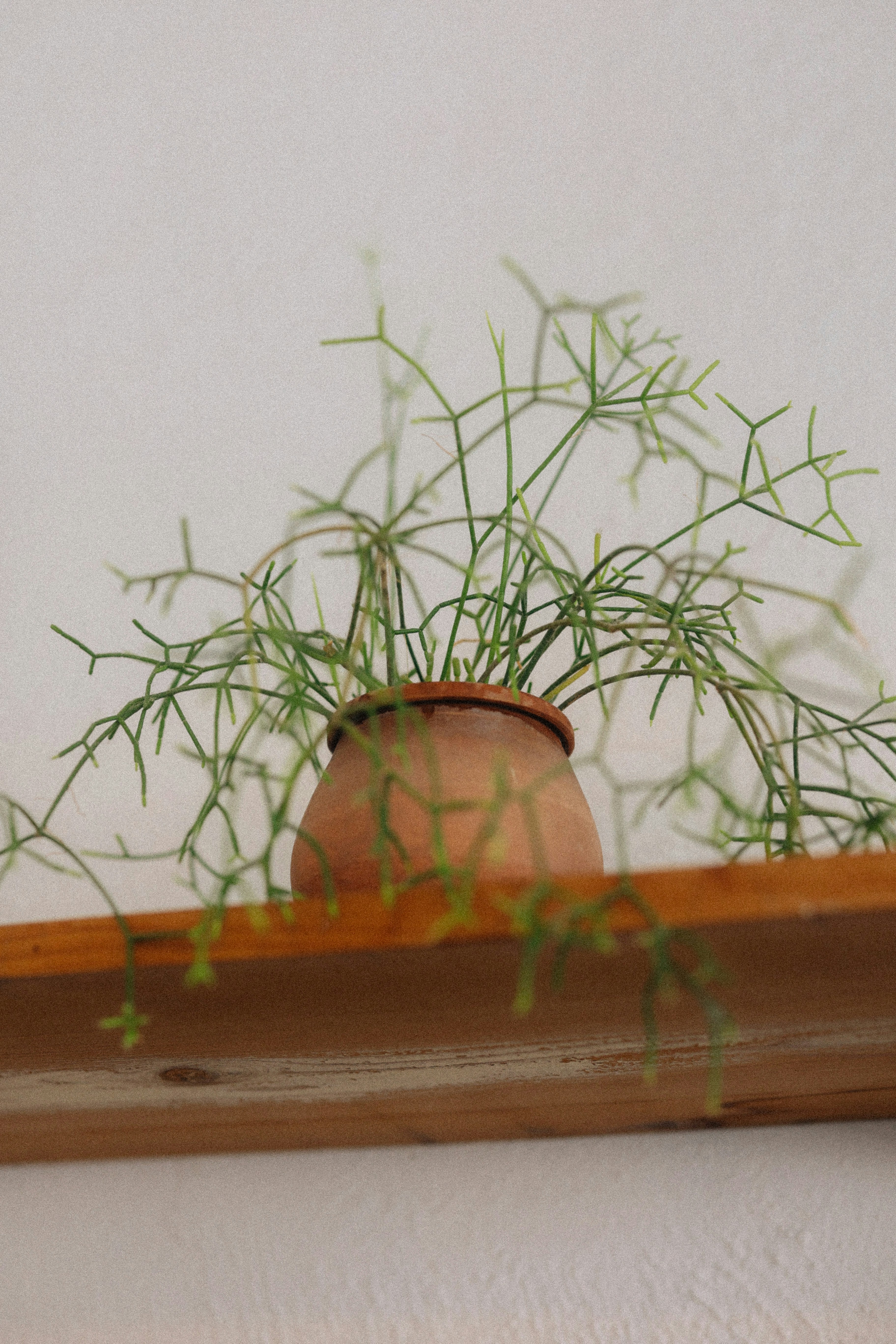 Terracotta Vessel Framing a Cascade of Green Tendrils