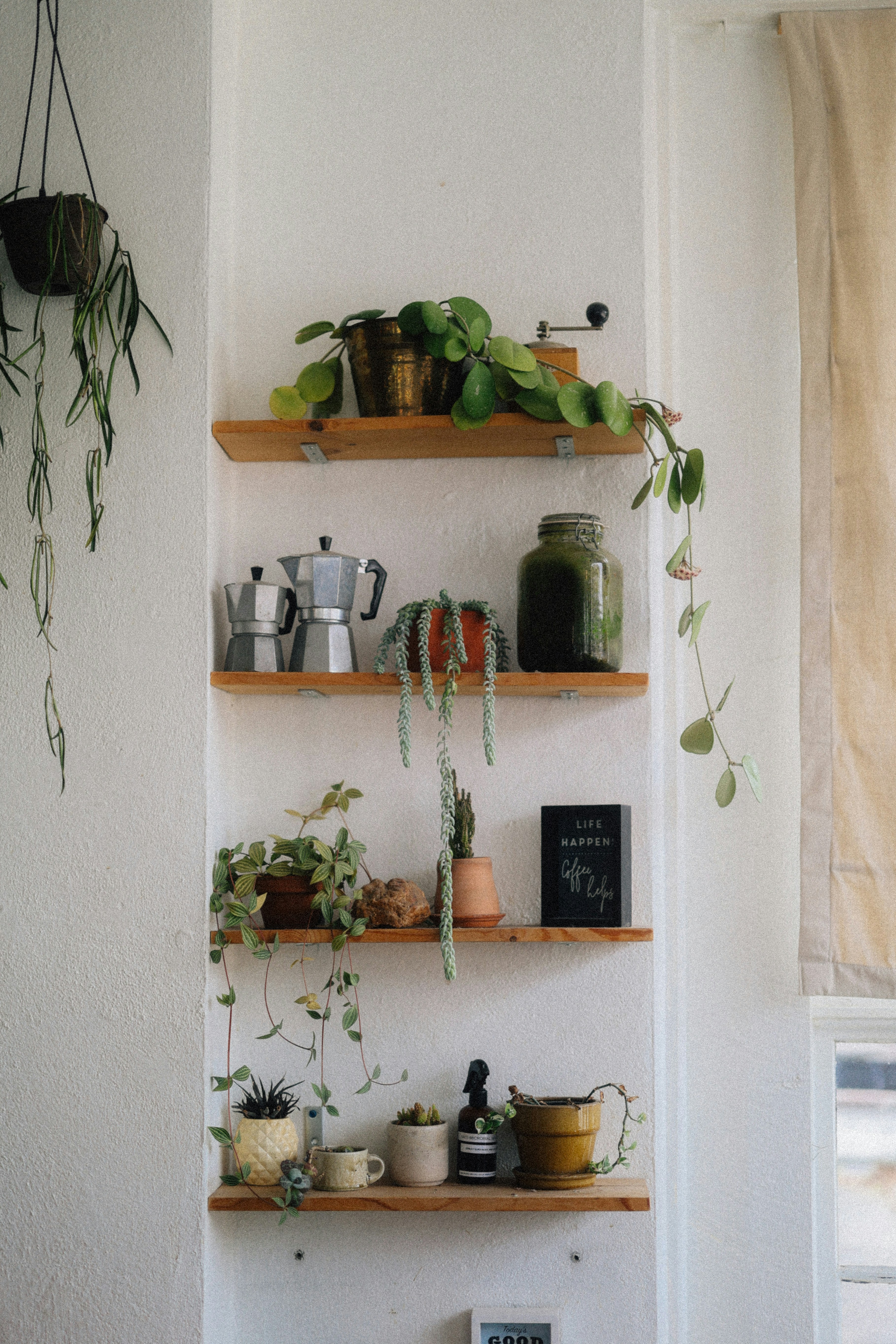 Shelves displaying plants and coffee paraphernalia. photo – Free Plant ...