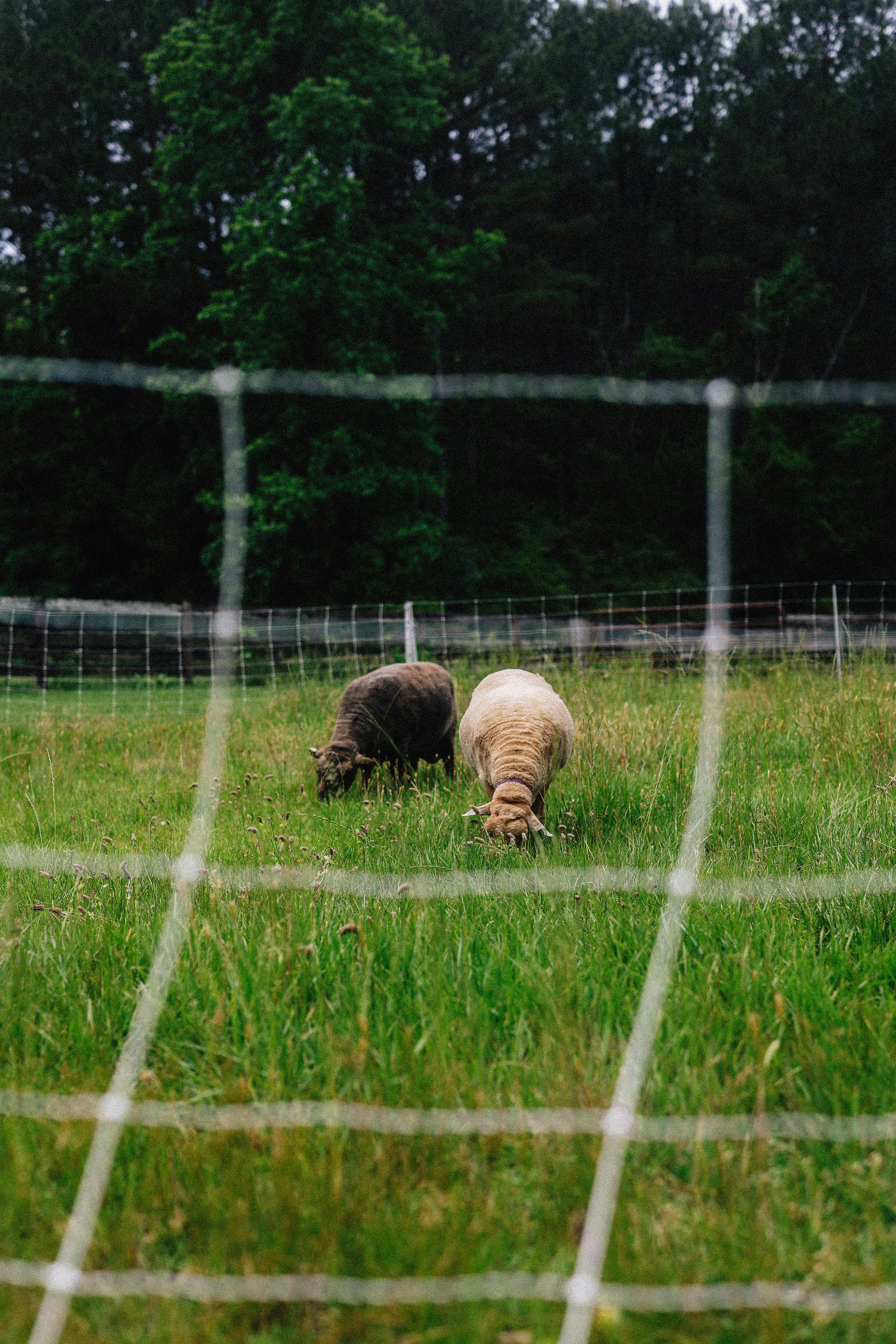 Pasture Fence Portrait: Brown and Cream Sheep Grazing with a Distant Forest Backdrop