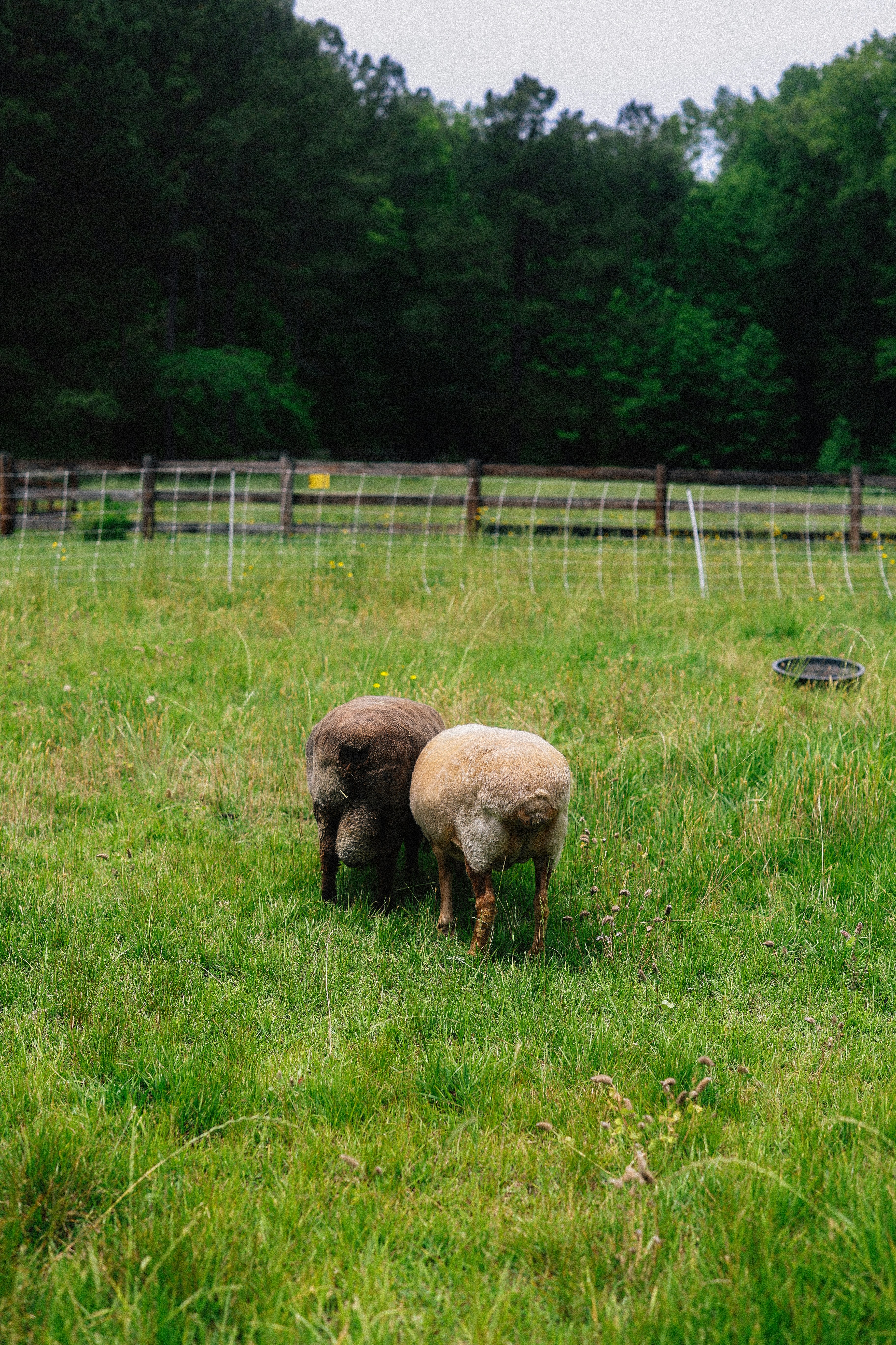 Two Woolly Companions Nuzzling in a Sunlit Meadow