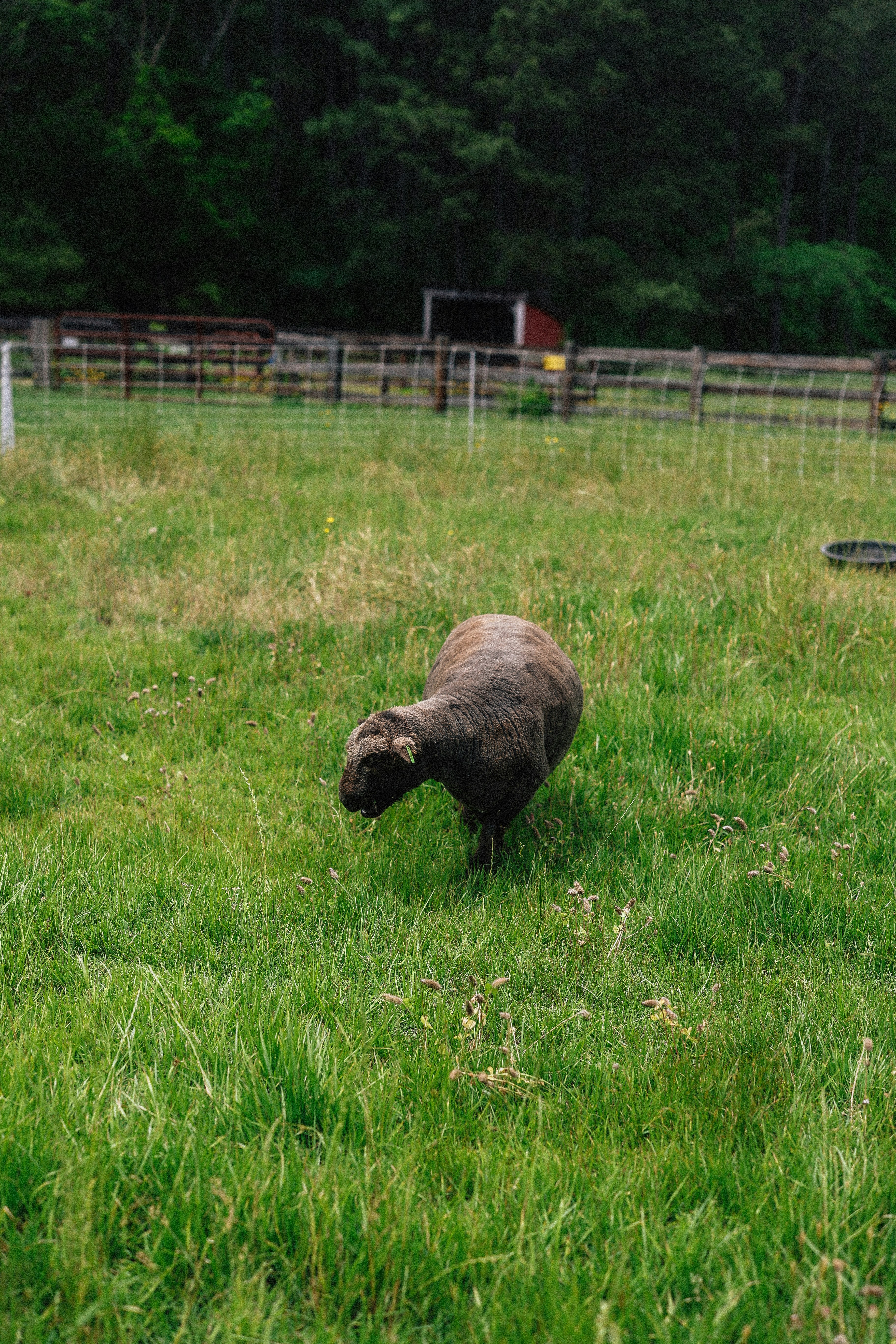 A Day in the Pasture: The Gentle Grazing Sheep