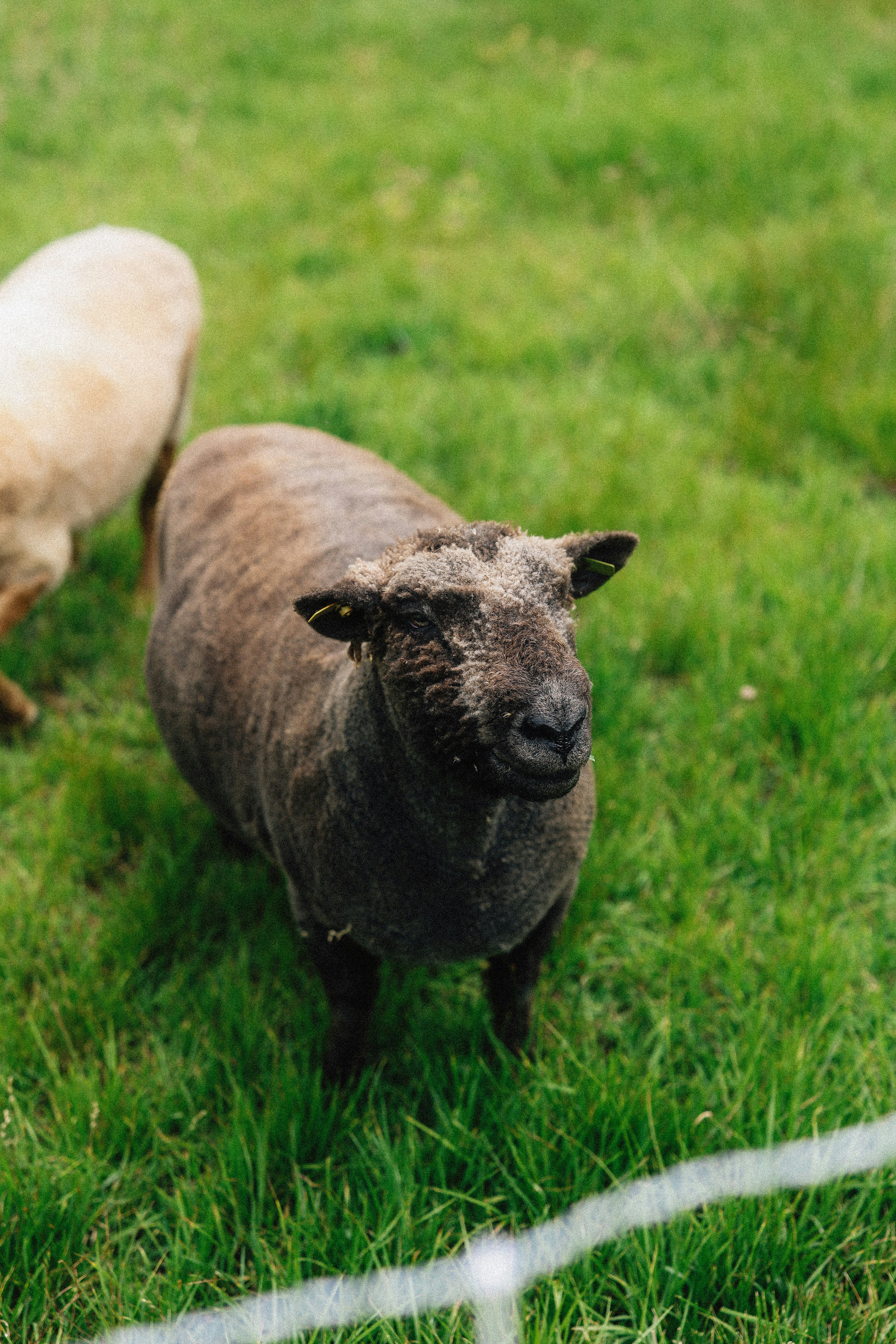 Curious Companion in the Meadow