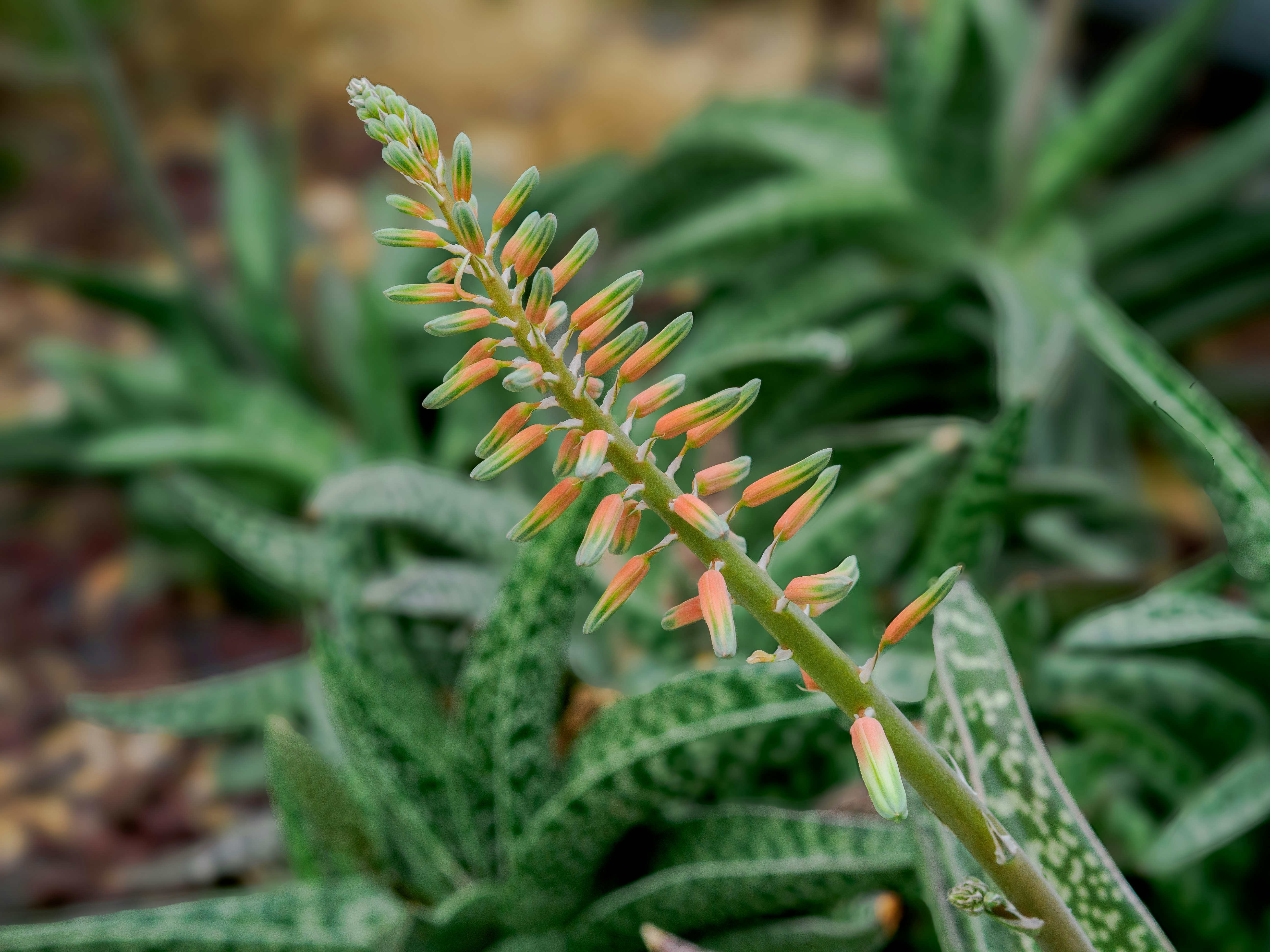 Spiral Coral Buds on a Quiet Aloe Spike