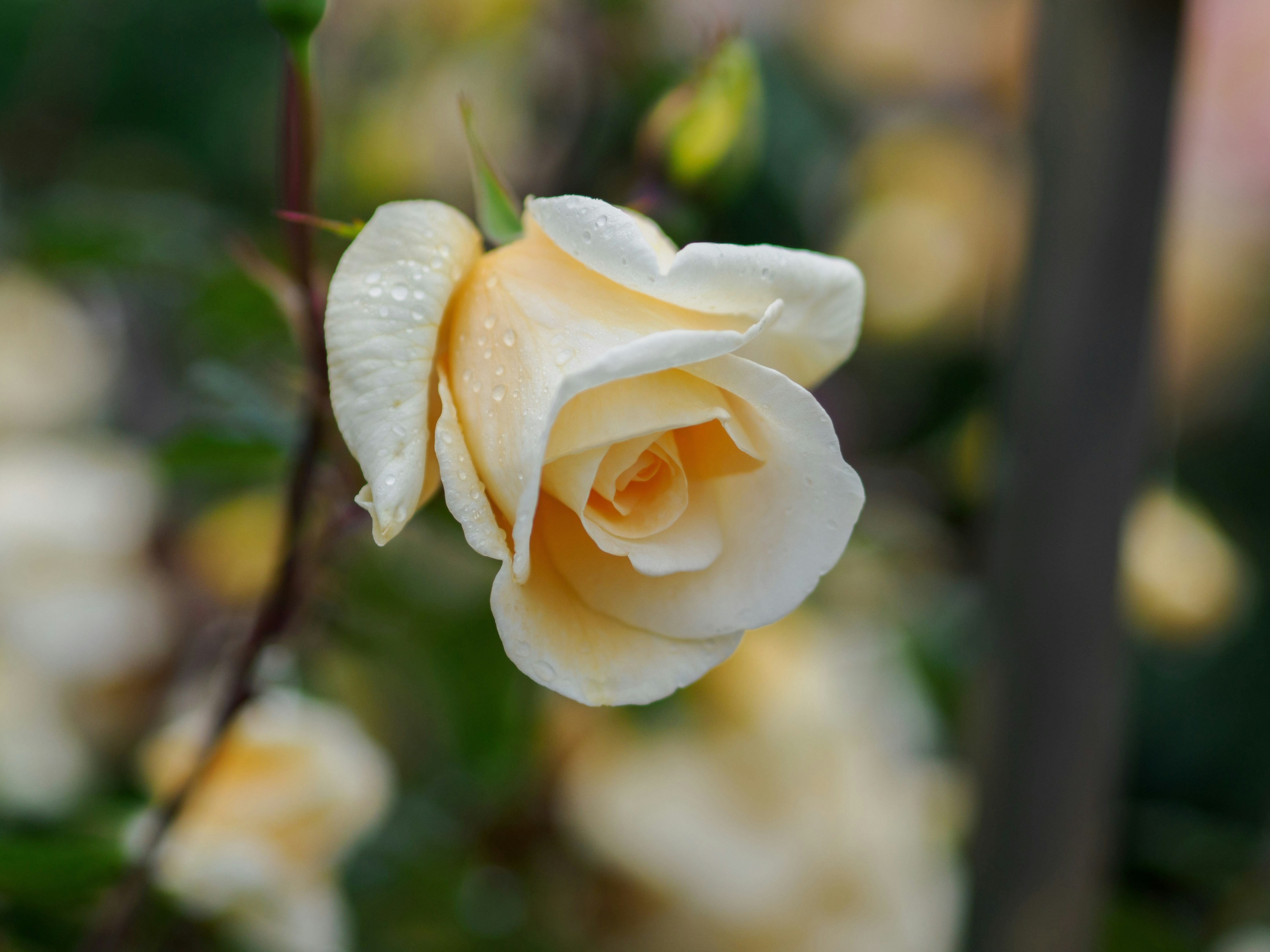 A beautiful cream-colored rose in bloom. photo – Free Flower Image on ...